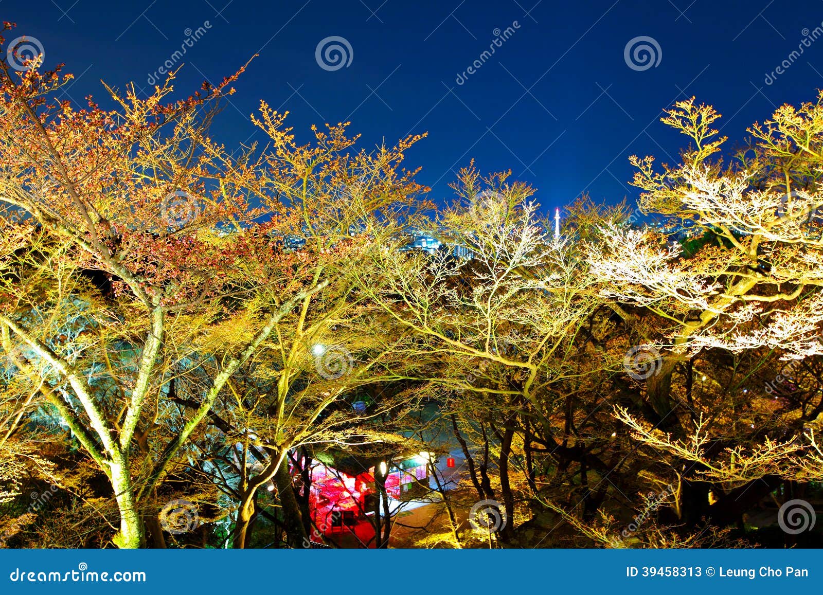 Sakura tree at night stock image. Image of urban, season - 39458313