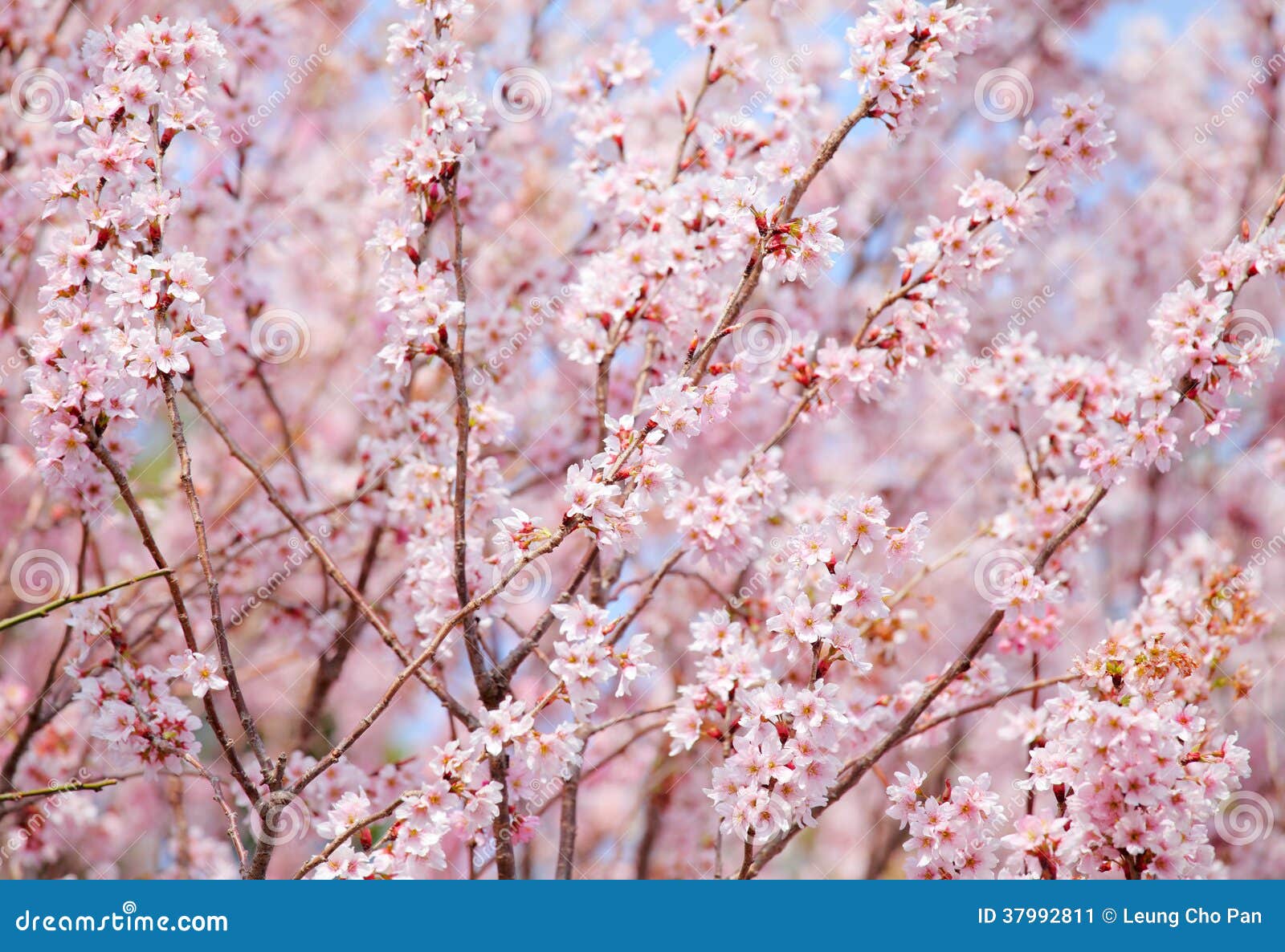 Sakura tree stock image. Image of nature, botany, texture - 37992811