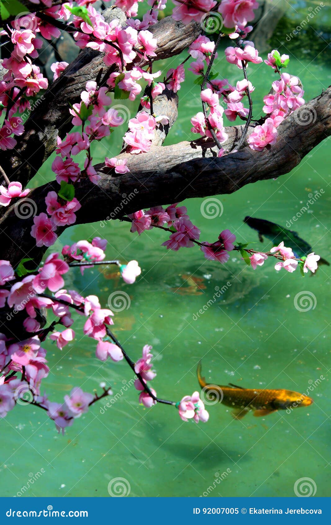 Sakura Tree in the Pond with Fish Stock Image - Image of green, fish ...