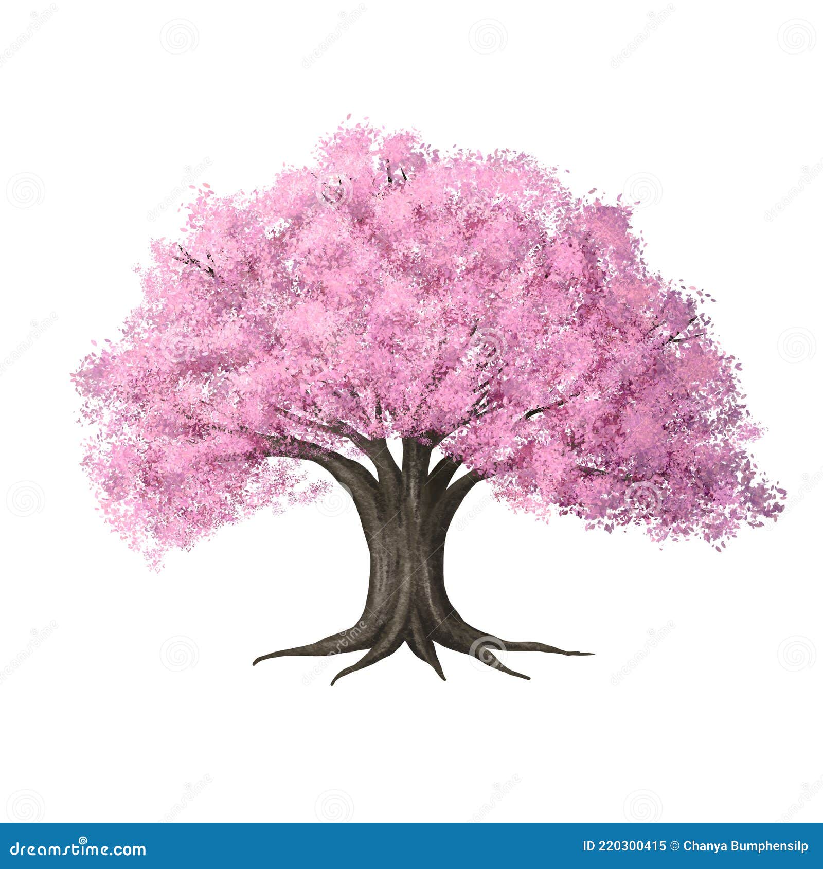 Sakura Tree Side View Isolated on White Background Stock Illustration ...