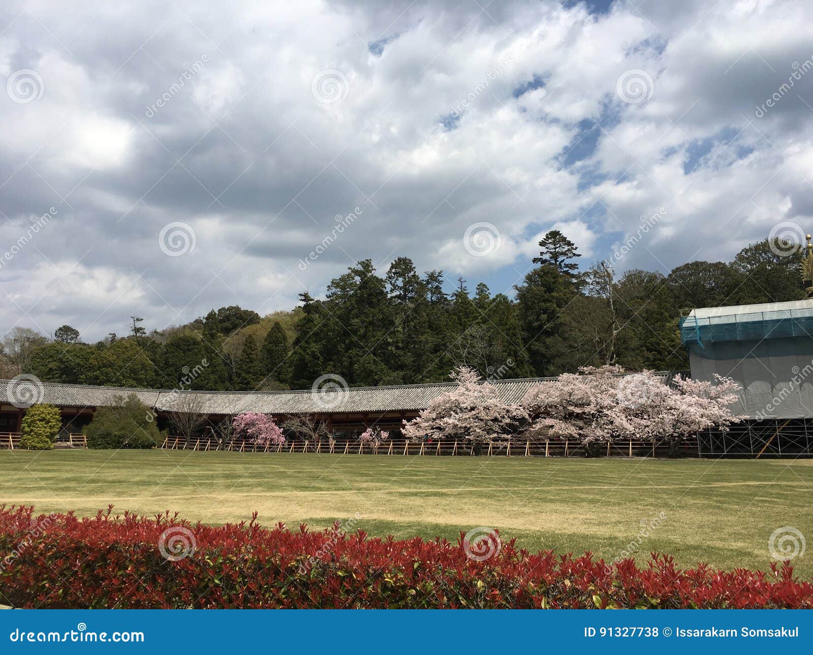 Sakura Tree with Sky in Spring Time Stock Photo - Image of japan, blue ...