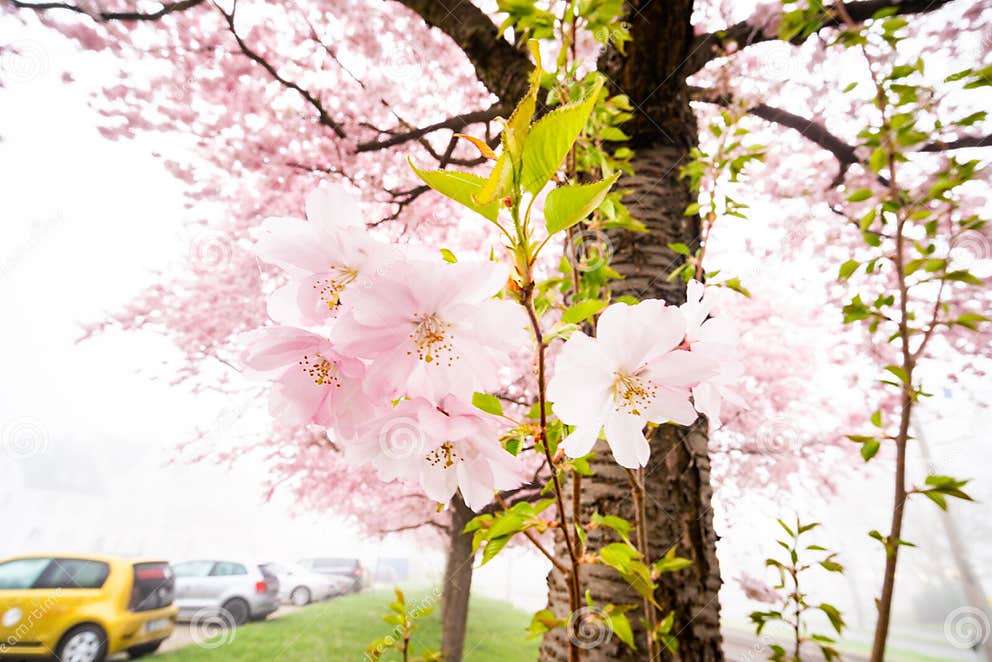 Sakura Tree in Spring Park with Flowers Stock Photo - Image of cherry ...