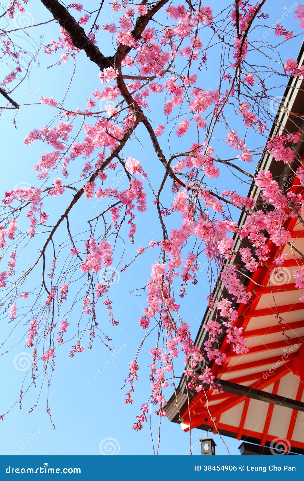 Sakura tree and temple stock photo. Image of kyoto, japan - 38454906