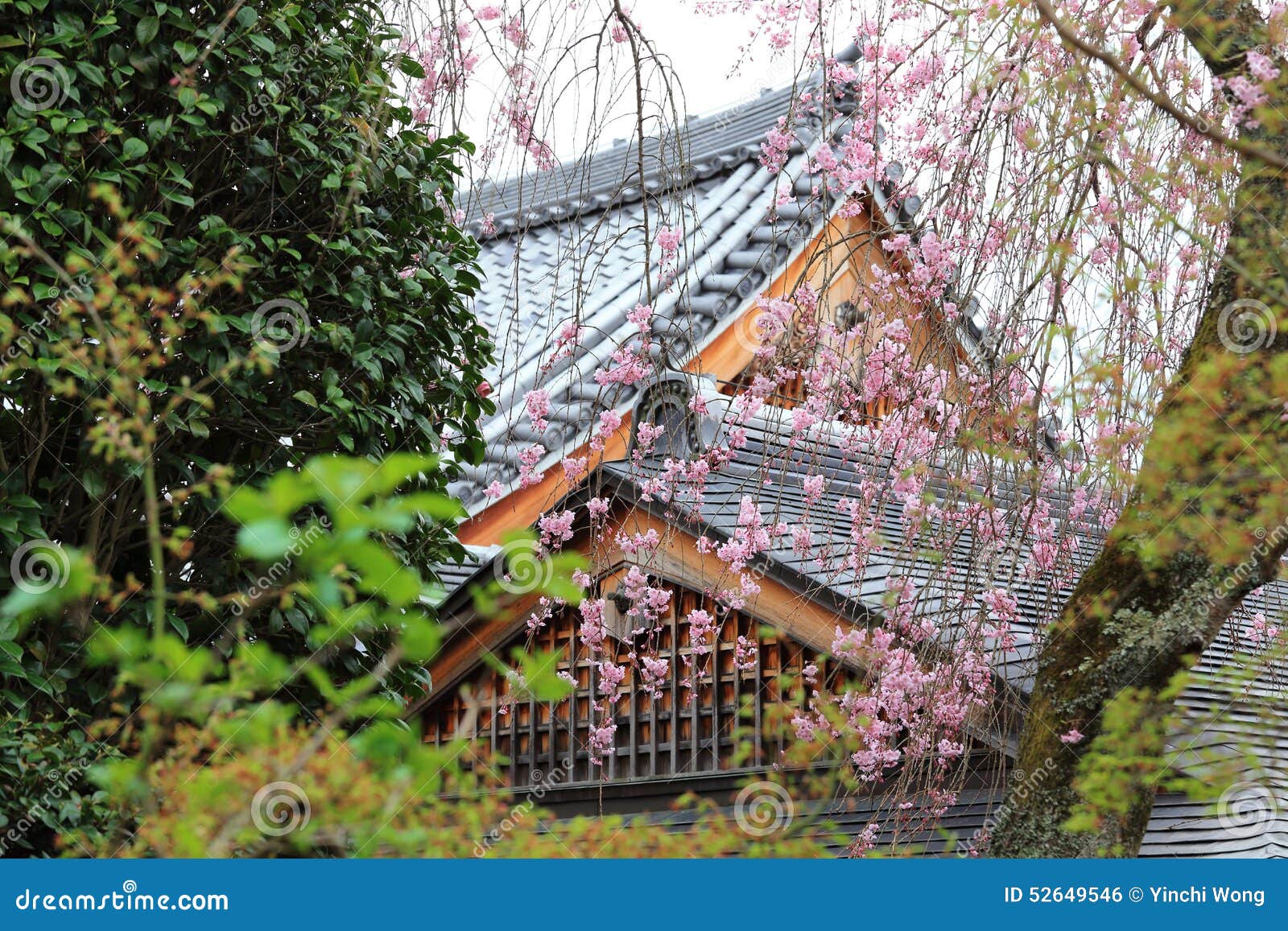 Sakura Tree and Temple in Japan Stock Photo - Image of brick, japan ...