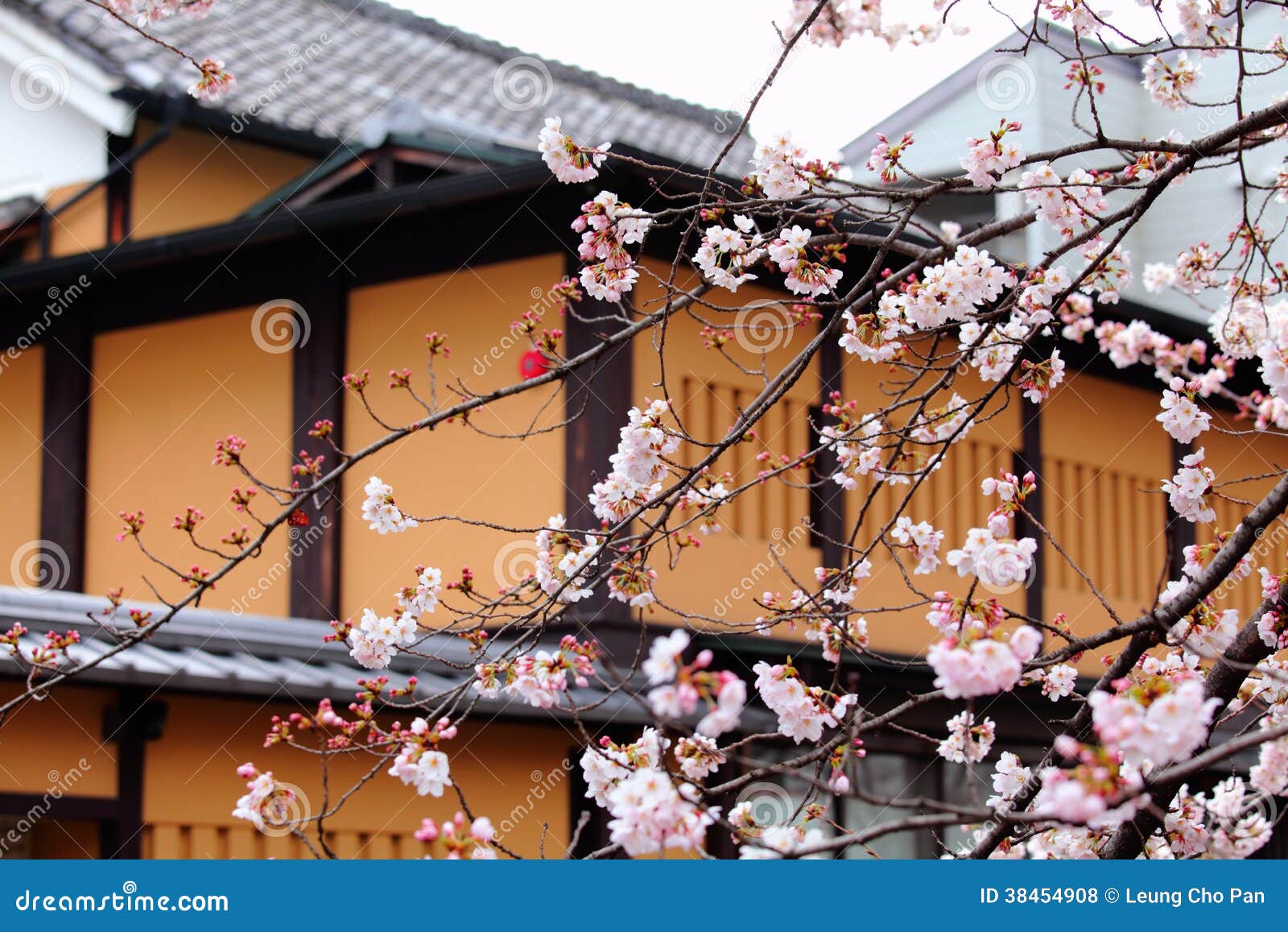 Sakura tree stock photo. Image of east, tokyo, house - 38454908