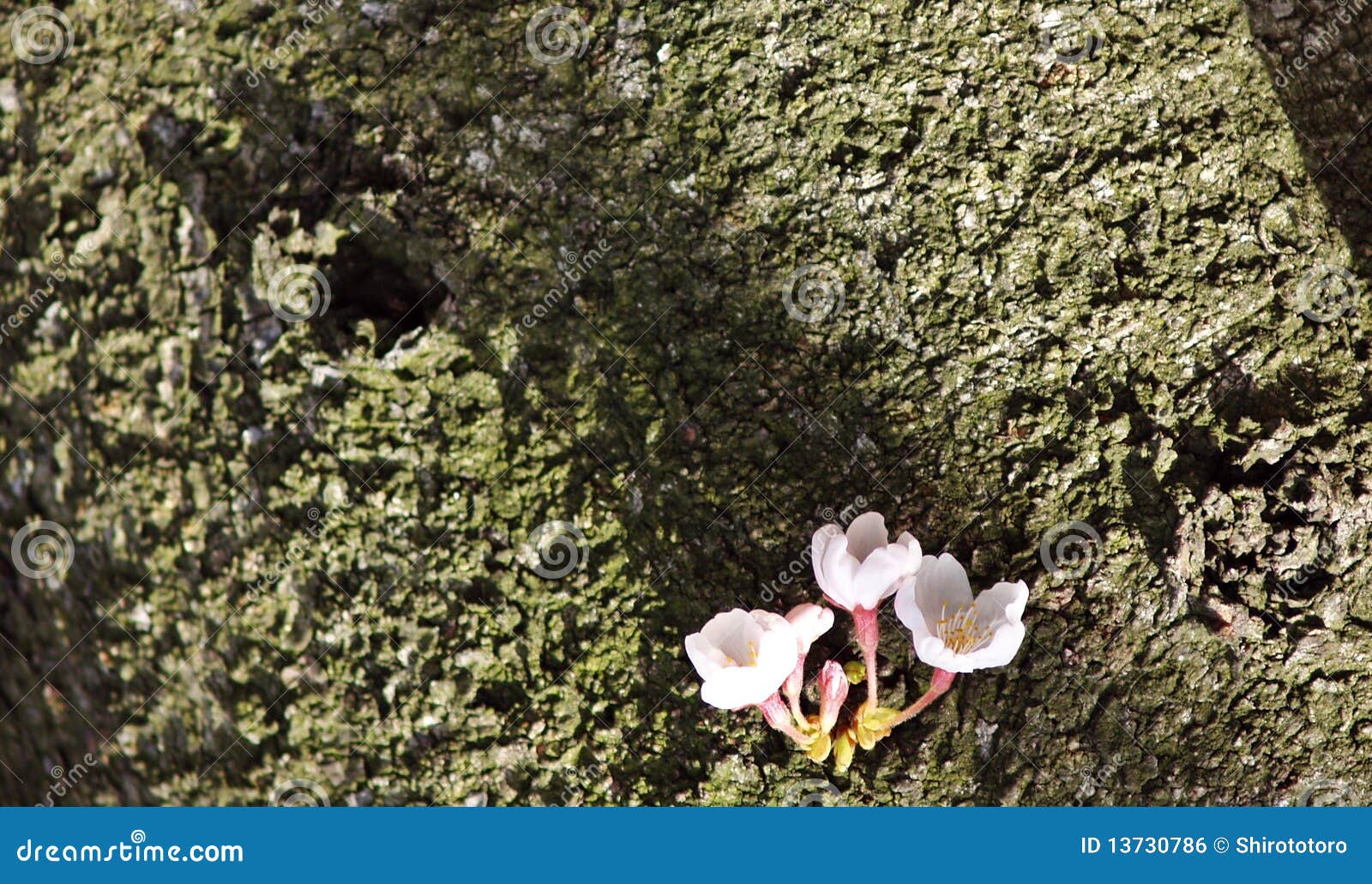 Sakura on Tree Trunk stock photo. Image of tree, season - 13730786