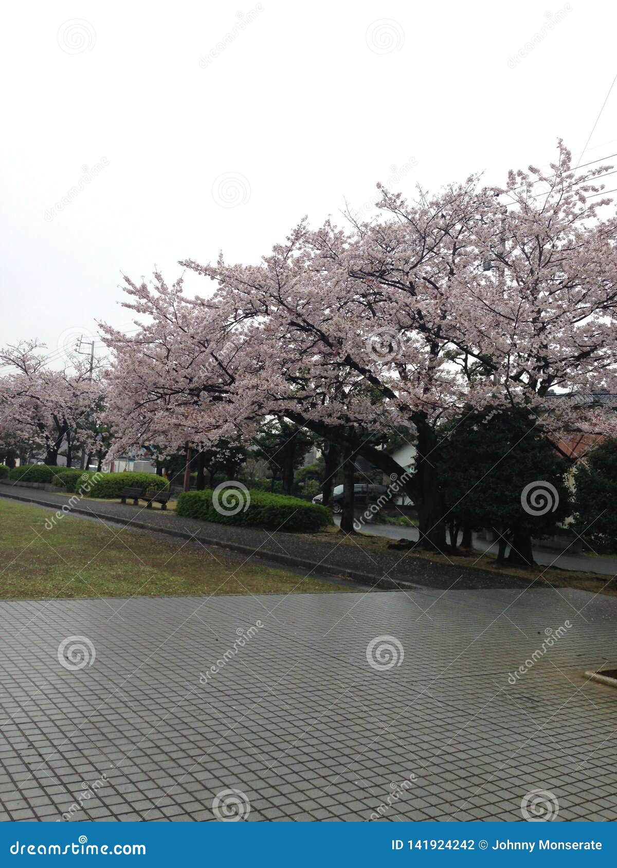 Sakura Tree stock photo. Image of tree, japan, winter - 141924242