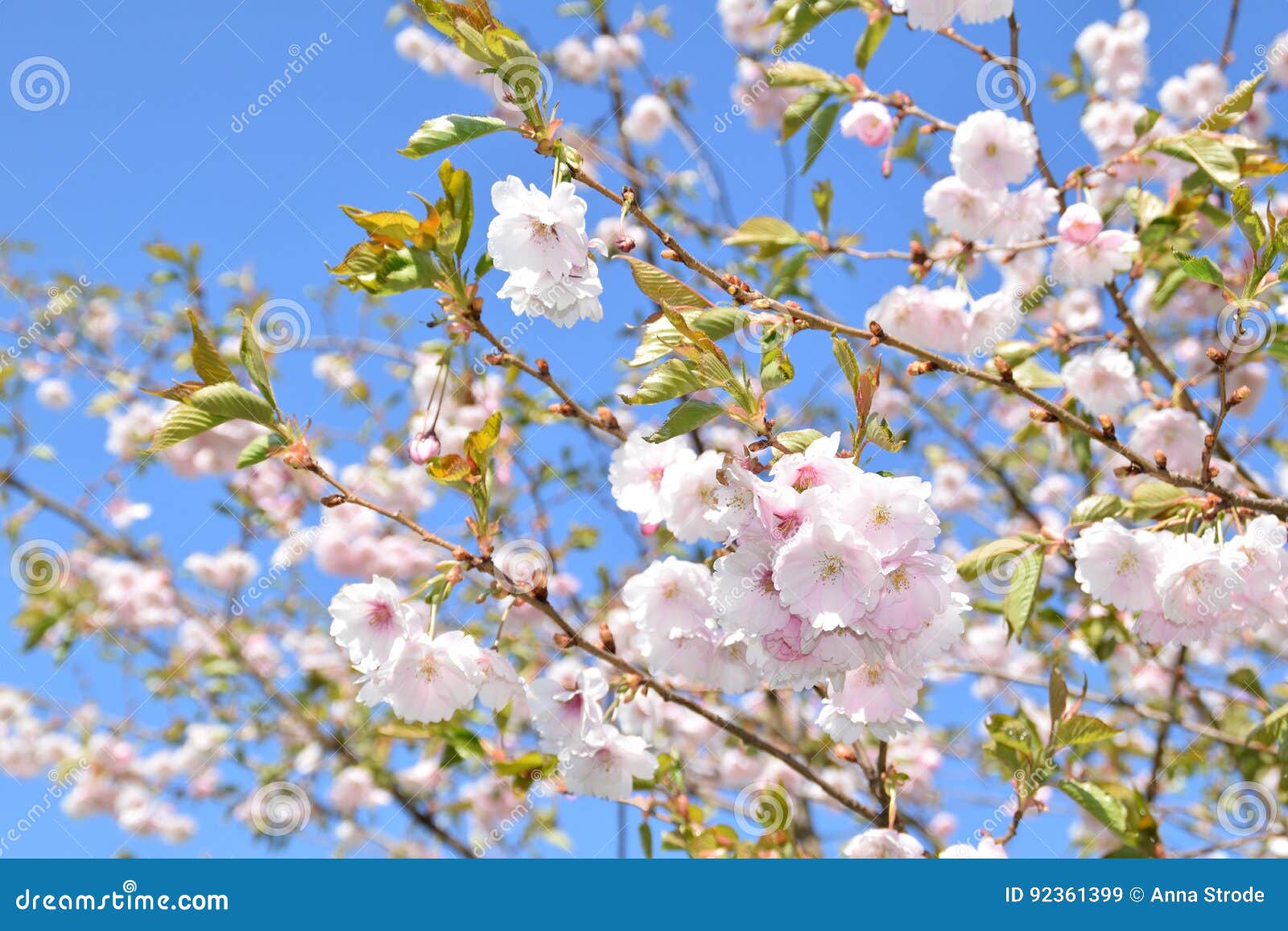 Sakura trees blooming. stock image. Image of garden, growth - 92361399