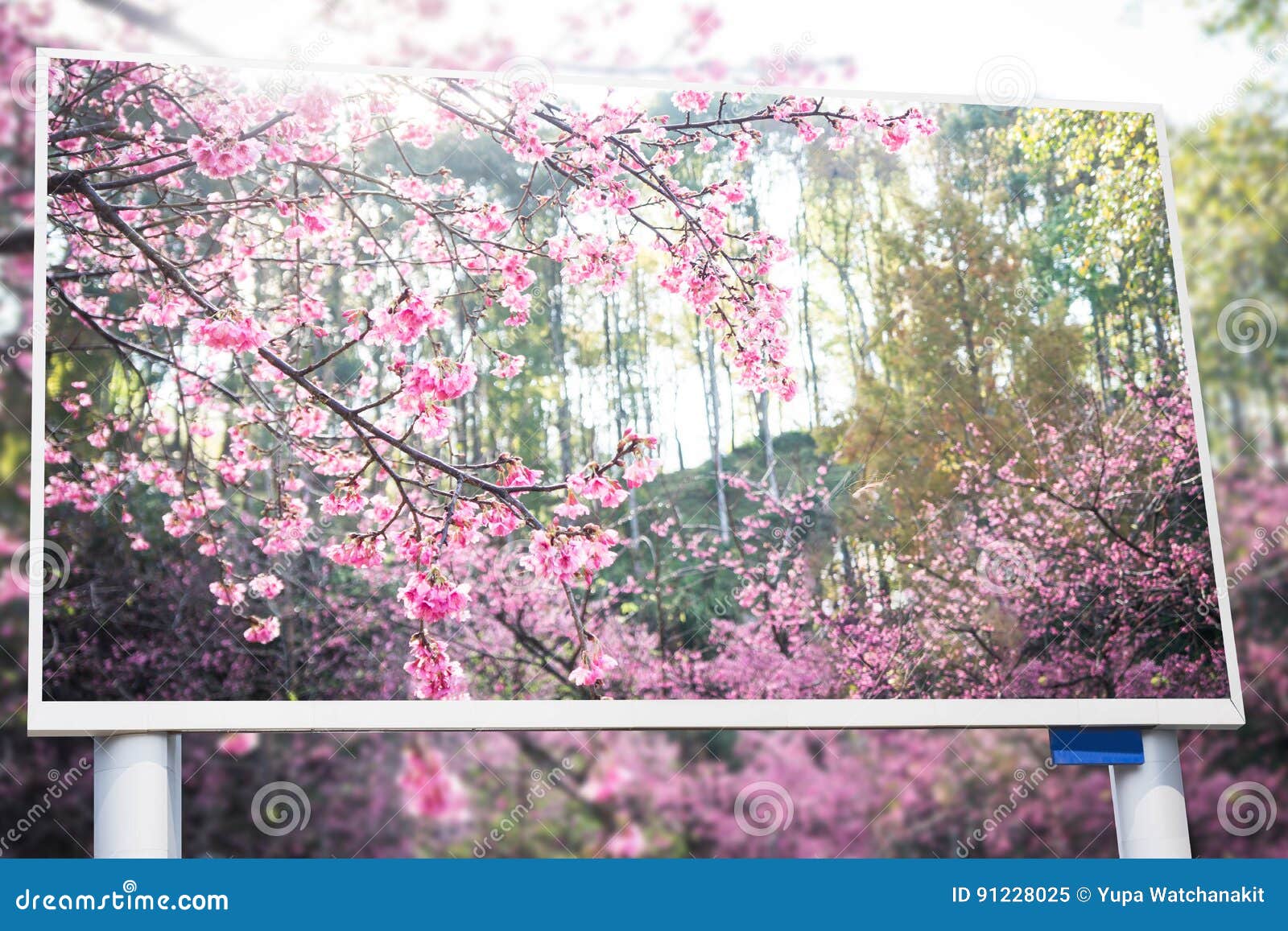 Sakura Trees Display on Billboard Stock Image - Image of communication ...