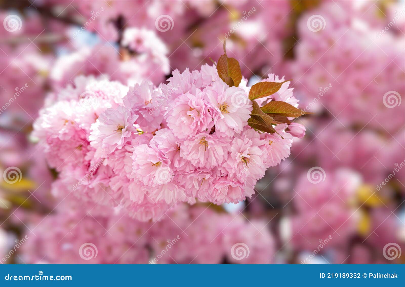 Sakura Trees with Flowers in Sun Light Stock Photo - Image of natural ...