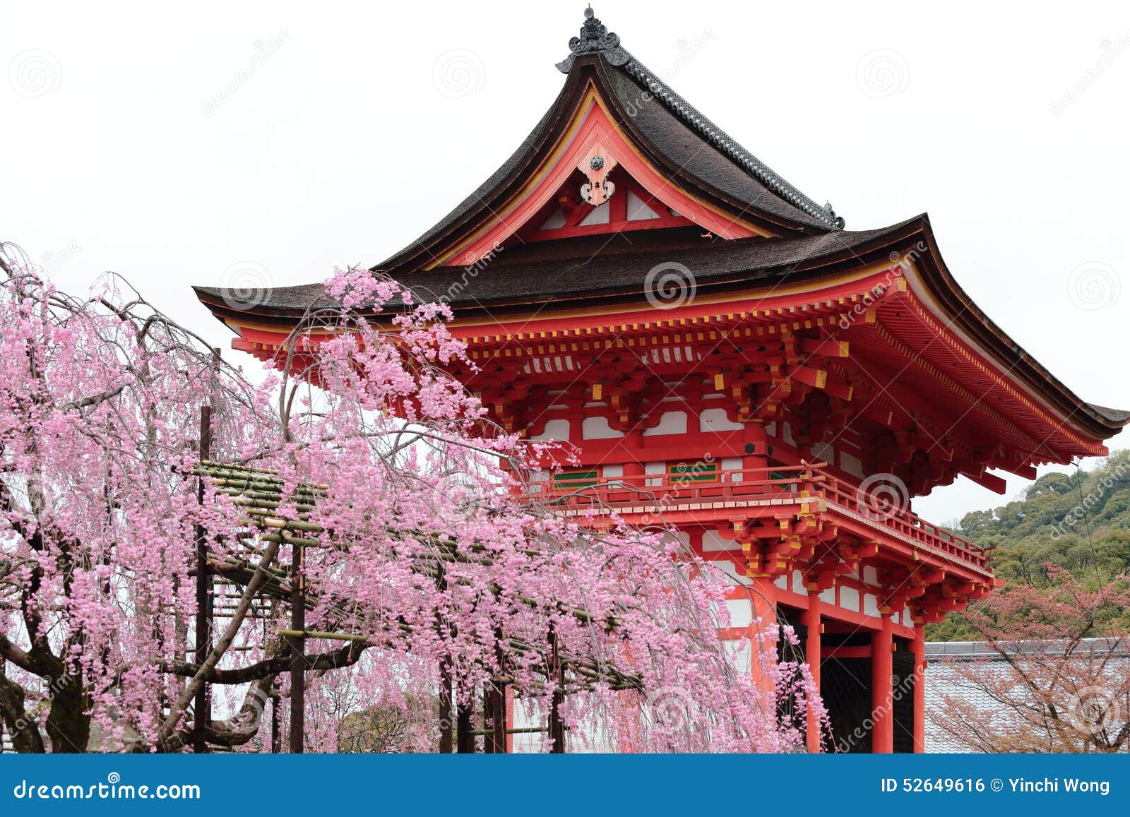 Sakura Trees in Front of a Japan Temple Stock Photo - Image of light ...