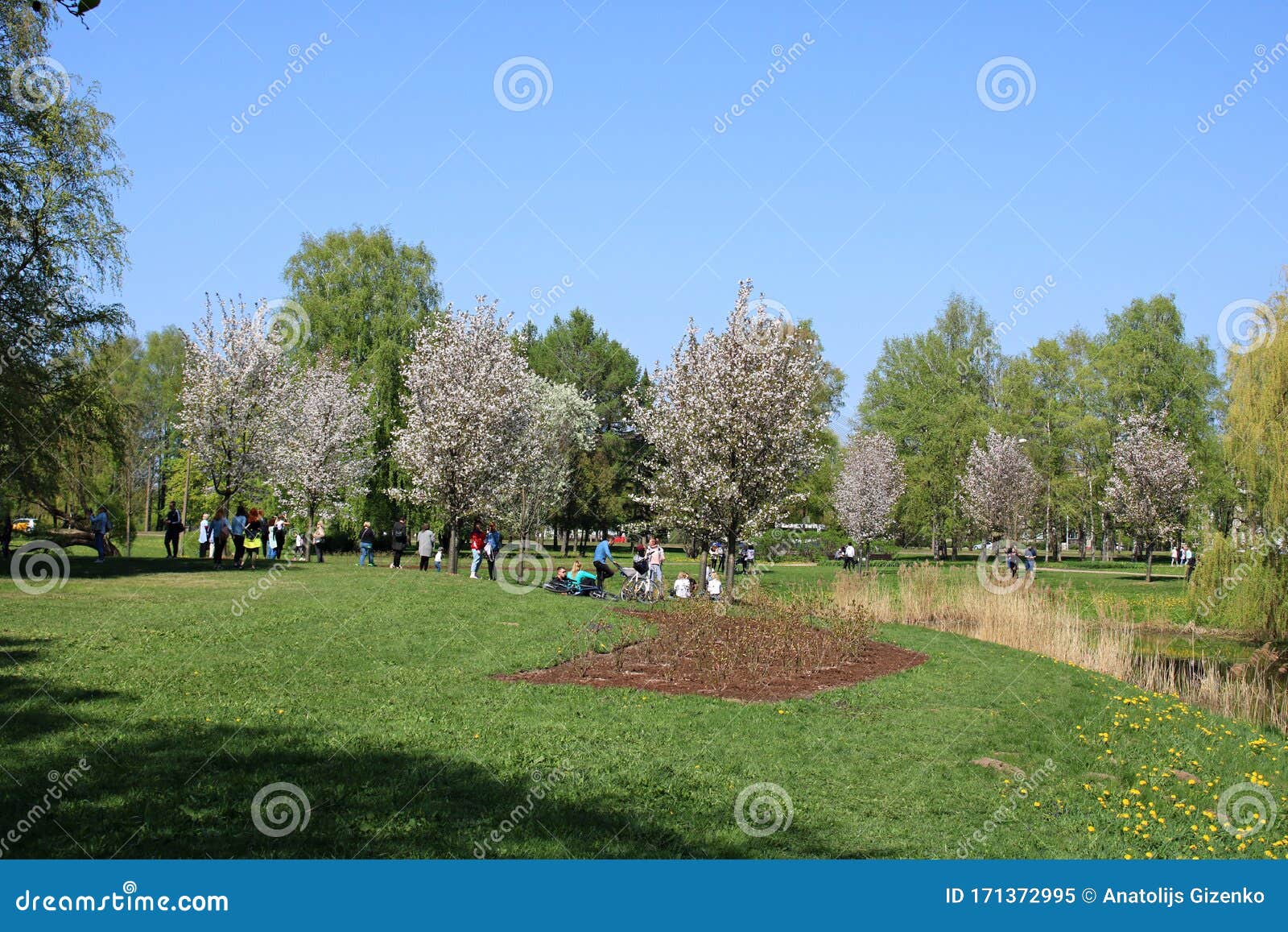 Sakura Trees with Lots of White-pink Flowers in Riga Park. Latvia, May ...