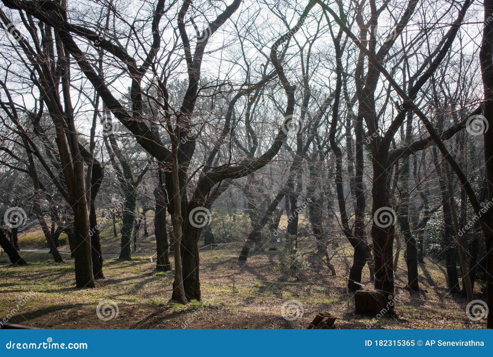 Sakura Trees in the Winter for Background and Wallpapers Stock Image ...