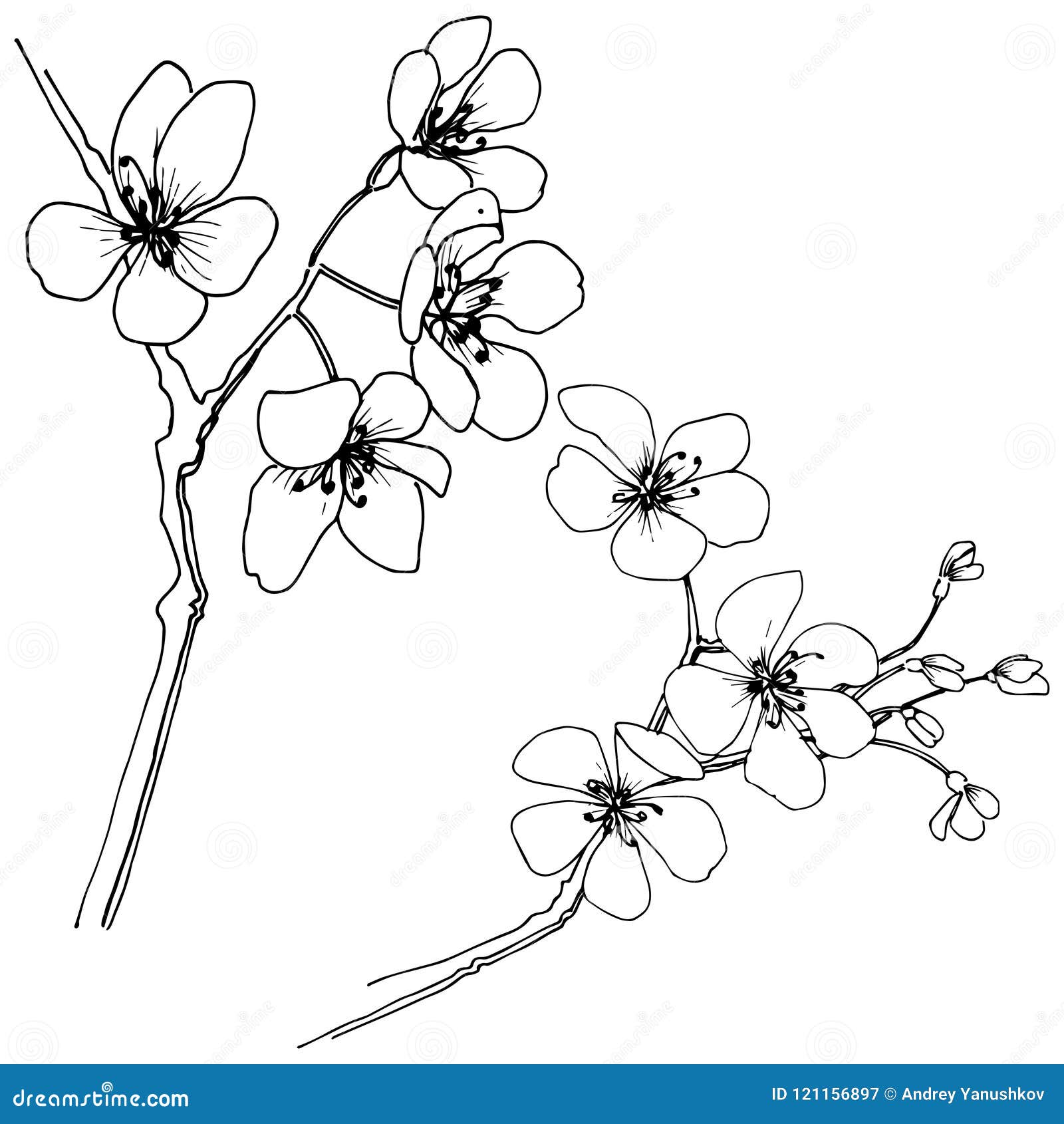 Sakura in a Vector Style Isolated. Stock Vector - Illustration of ...