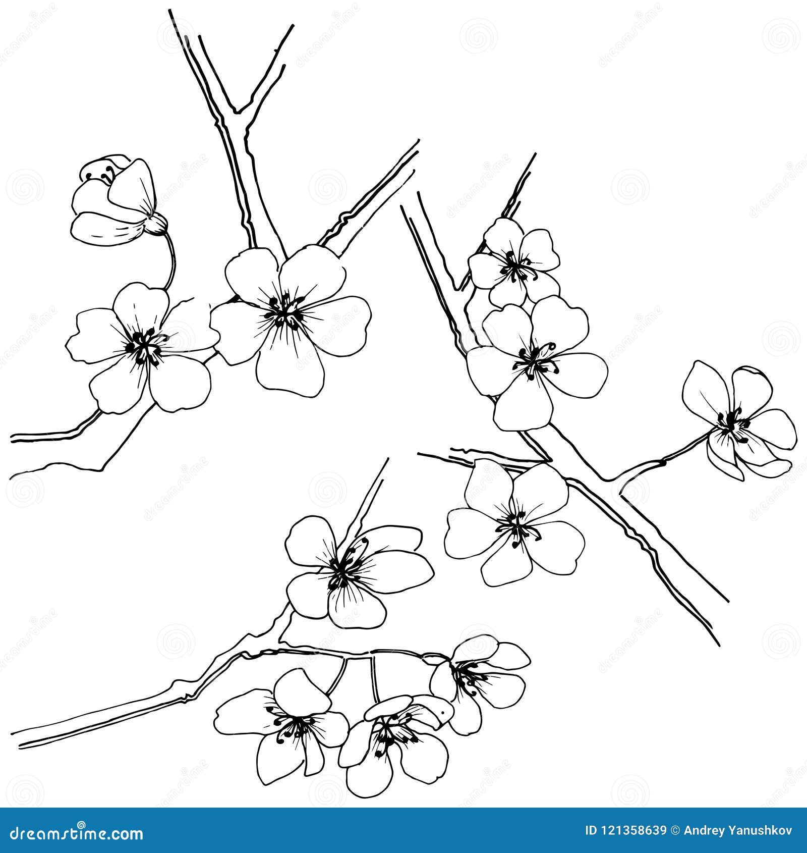 Sakura in a Vector Style Isolated. Stock Vector - Illustration of ...