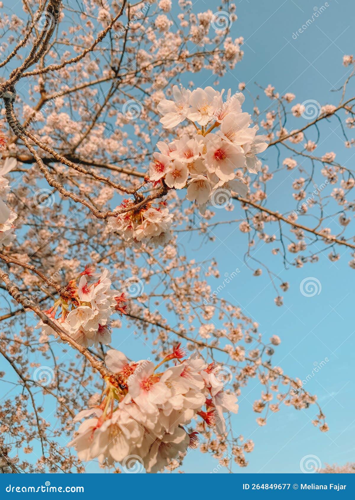 Sakura stock image. Image of cherry, blossoms, park - 264849677