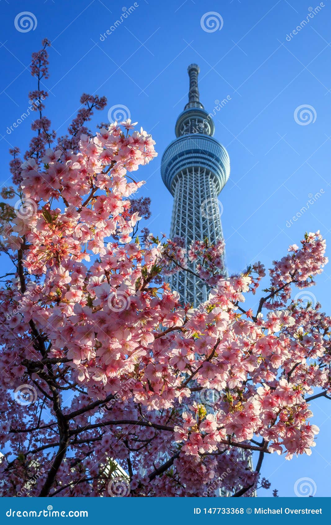 Sakura View editorial stock photo. Image of japan, flora - 147733368