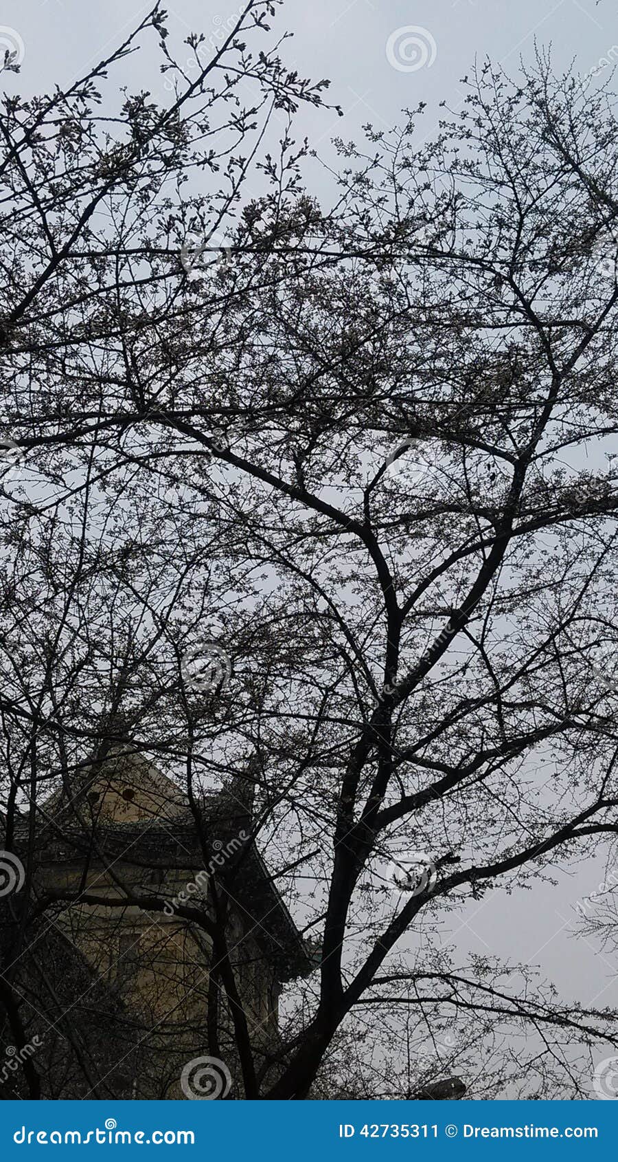 Sakura in whu stock image. Image of spring, school, sakura - 42735311