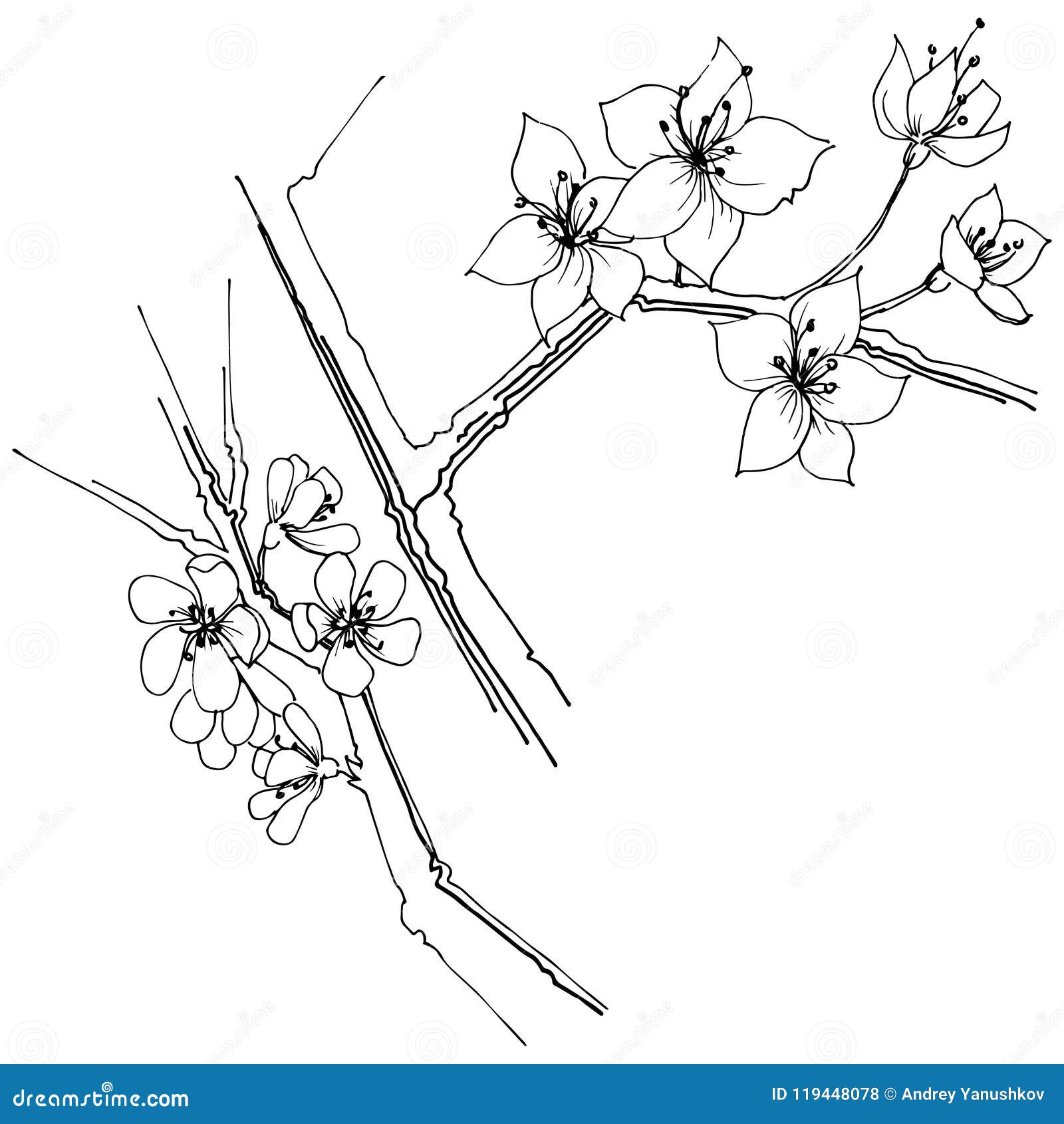 Sakura Wildflower in a Vector Style Isolated. Stock Vector ...