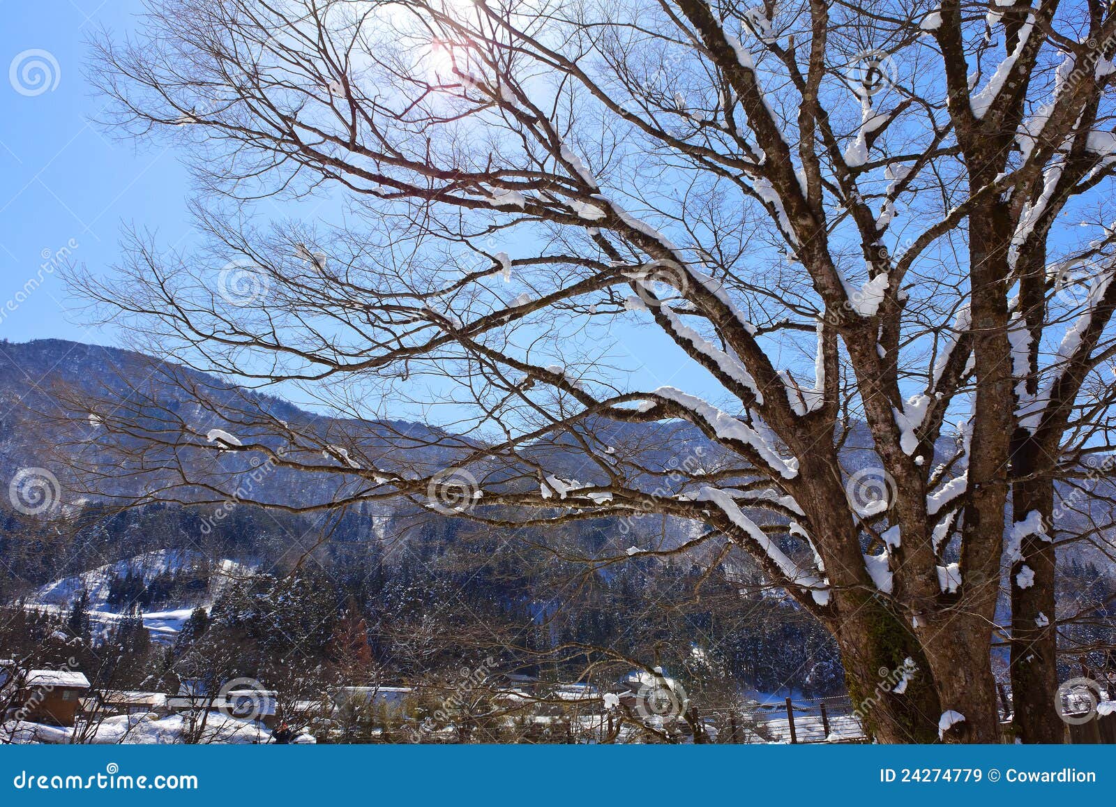 Sakura in Winter stock image. Image of forest, natural - 24274779