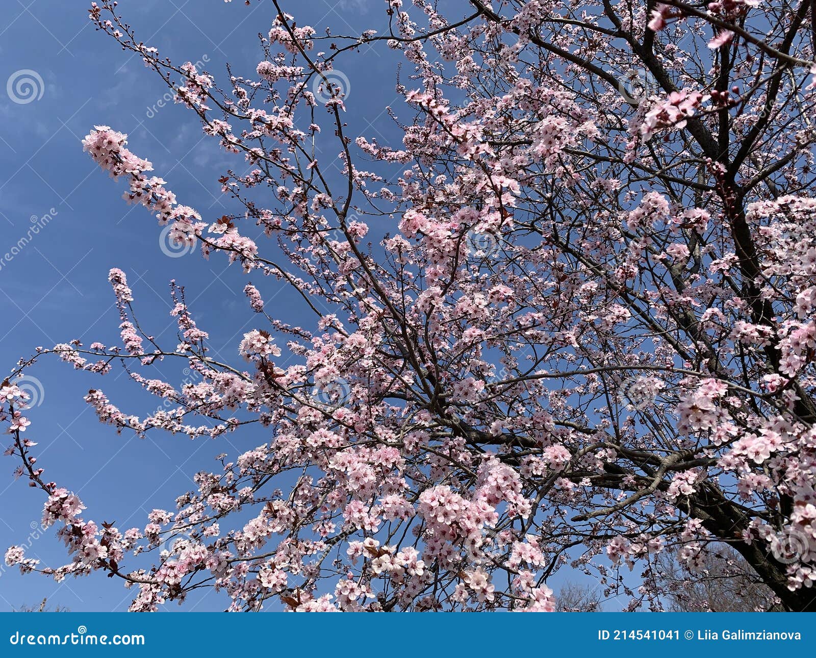 Sakure trees blooming stock image. Image of street, blue - 214541041