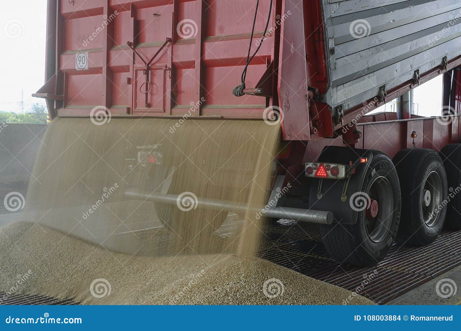 Just Harvested Corn Inside a Trailer. Grain Poured from Trailer into a ...
