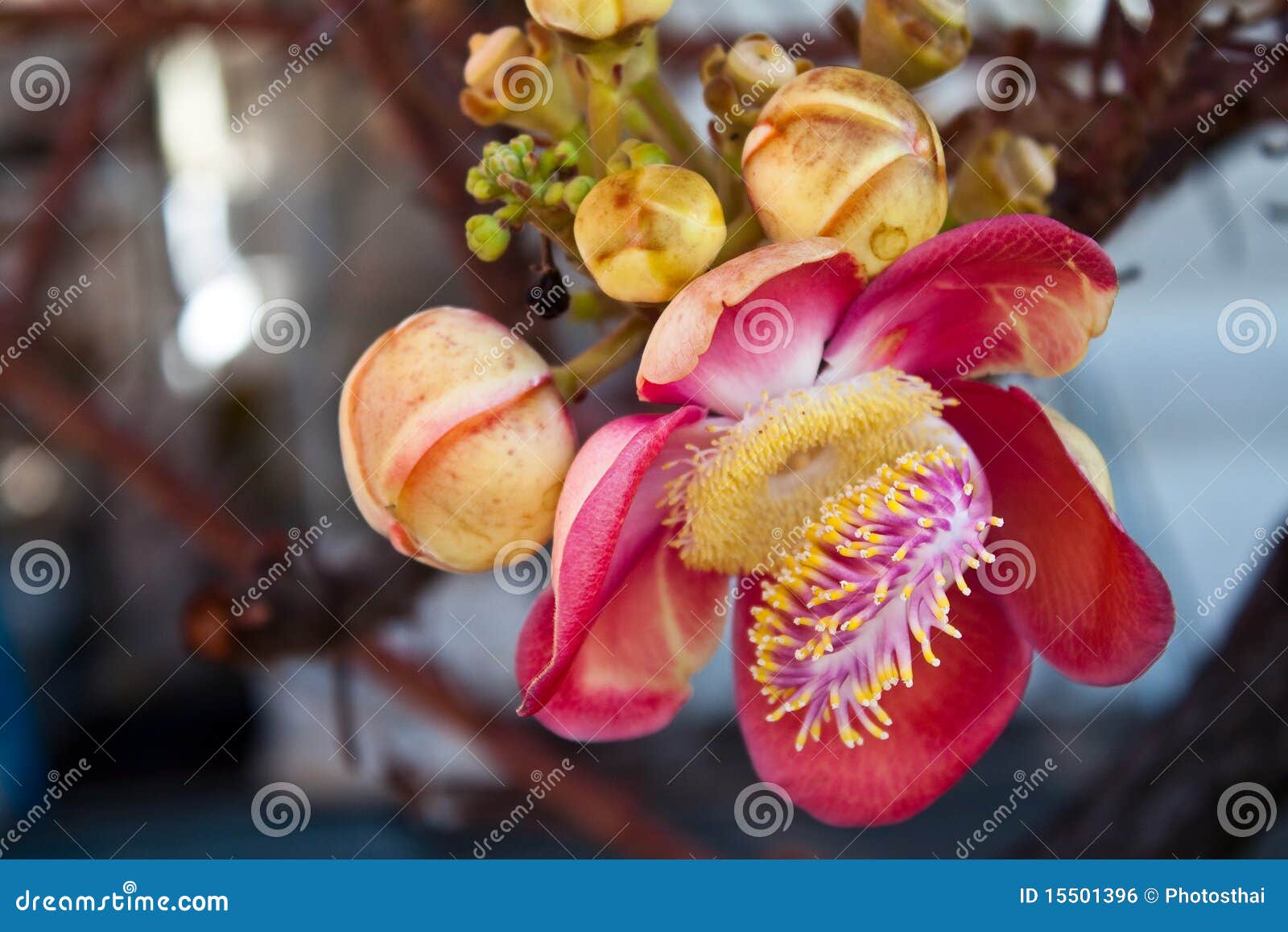 Sal is Buddhist flower stock photo. Image of heritage - 15501396