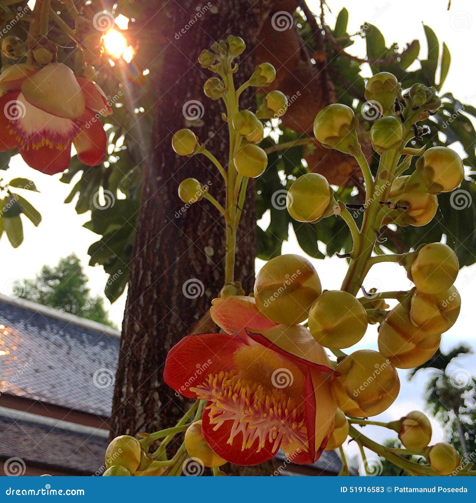 Sal De La India Y De La Sol Imagen de archivo - Imagen de budista ...