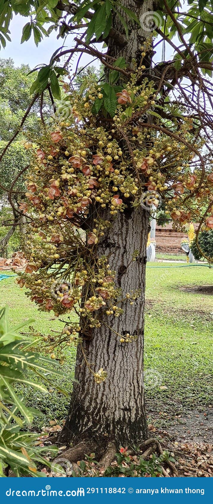 Sal Dok Tree, Sala Tree, Auspicious Tree, a Large Tree that is ...