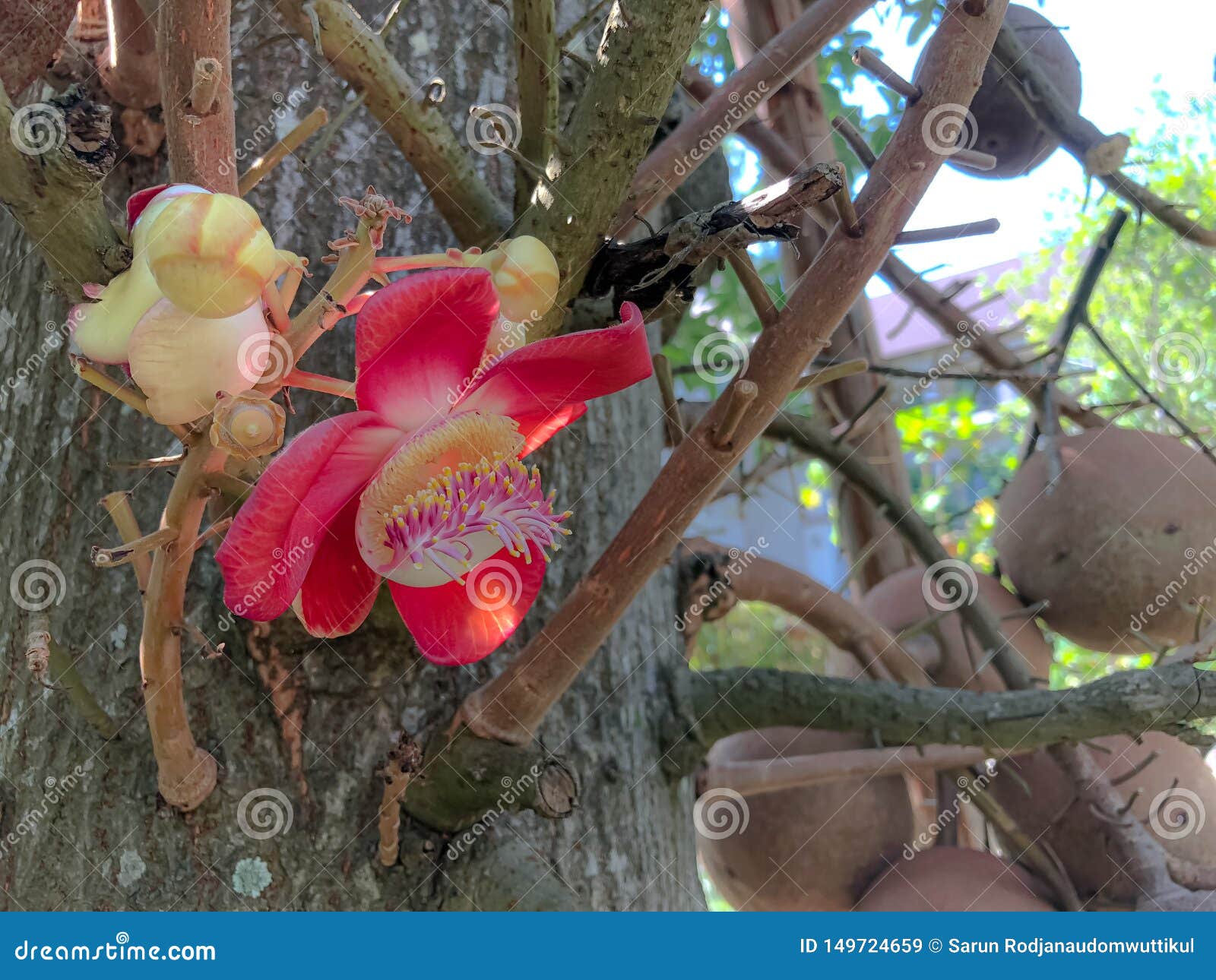 Sal Flower and Big Tree on Park at Outdoor. Stock Image - Image of ...