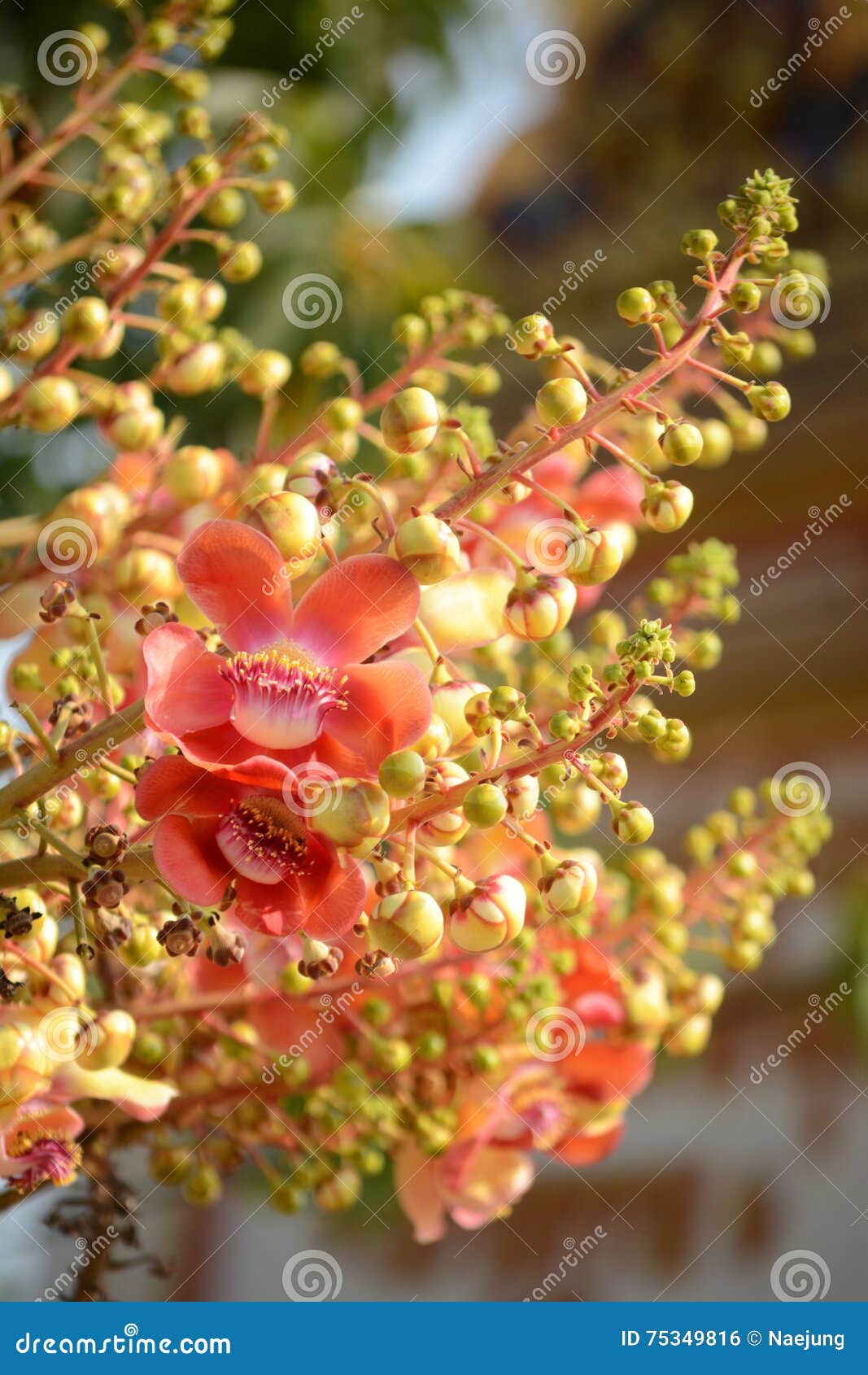 Sal flower stock photo. Image of closeup, floral, close - 75349816