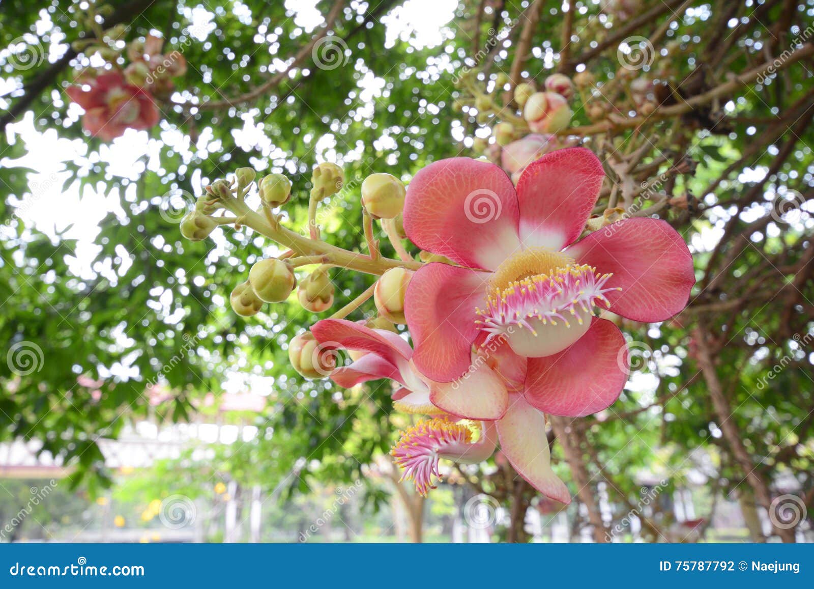 Sal flower stock photo. Image of nature, india, object - 75787792