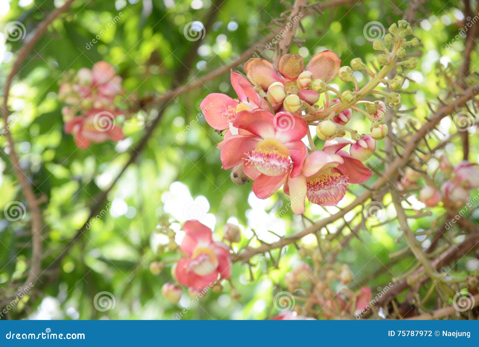 Sal flower stock photo. Image of fresh, petal, freshness - 75787972