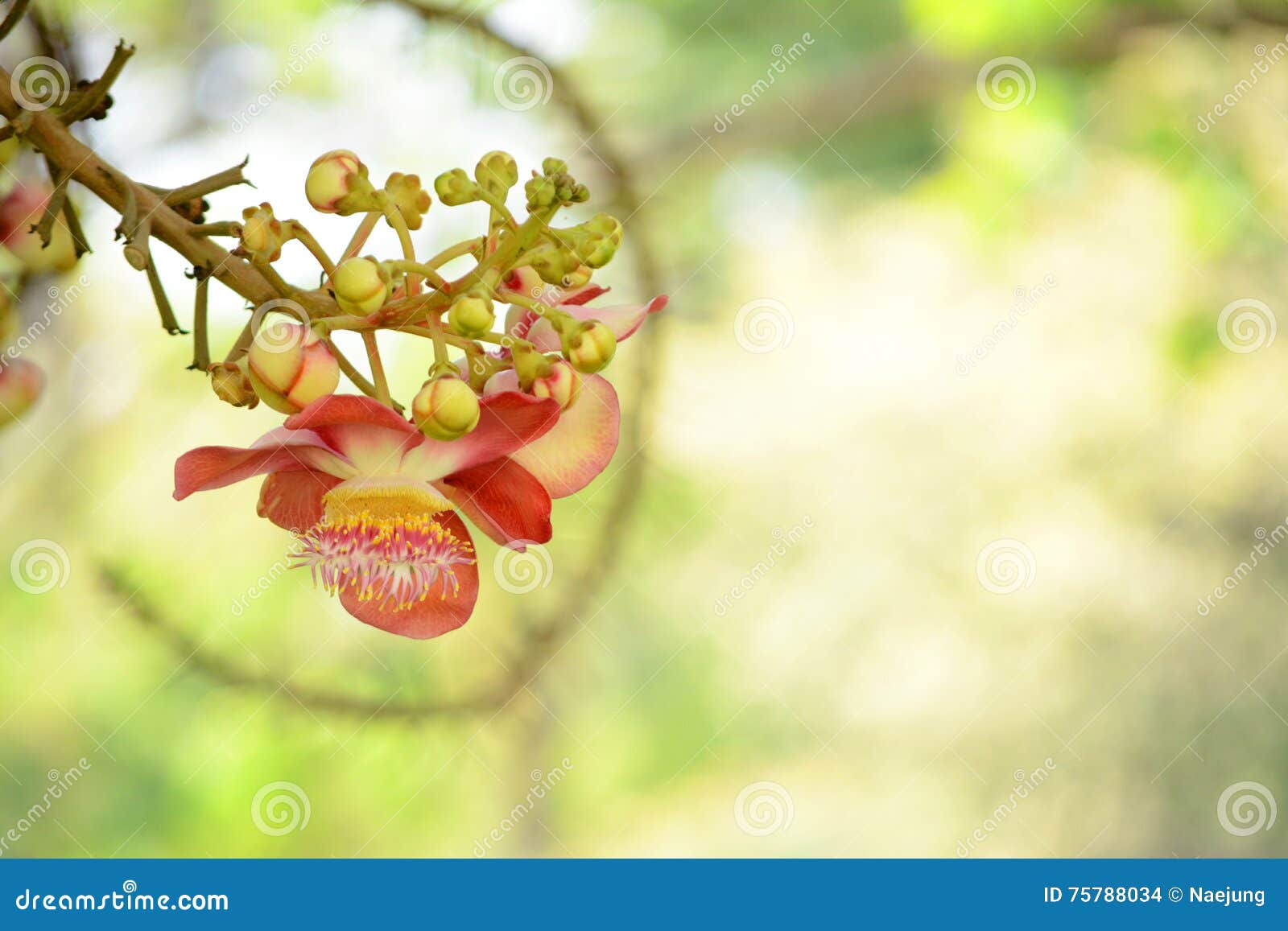 Sal flower stock photo. Image of petal, flora, palace - 75788034