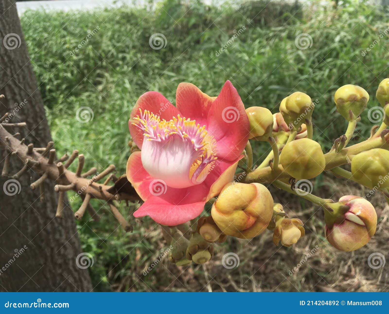 Sal Flower in Nature Garden Stock Photo - Image of limb, plant: 214204892
