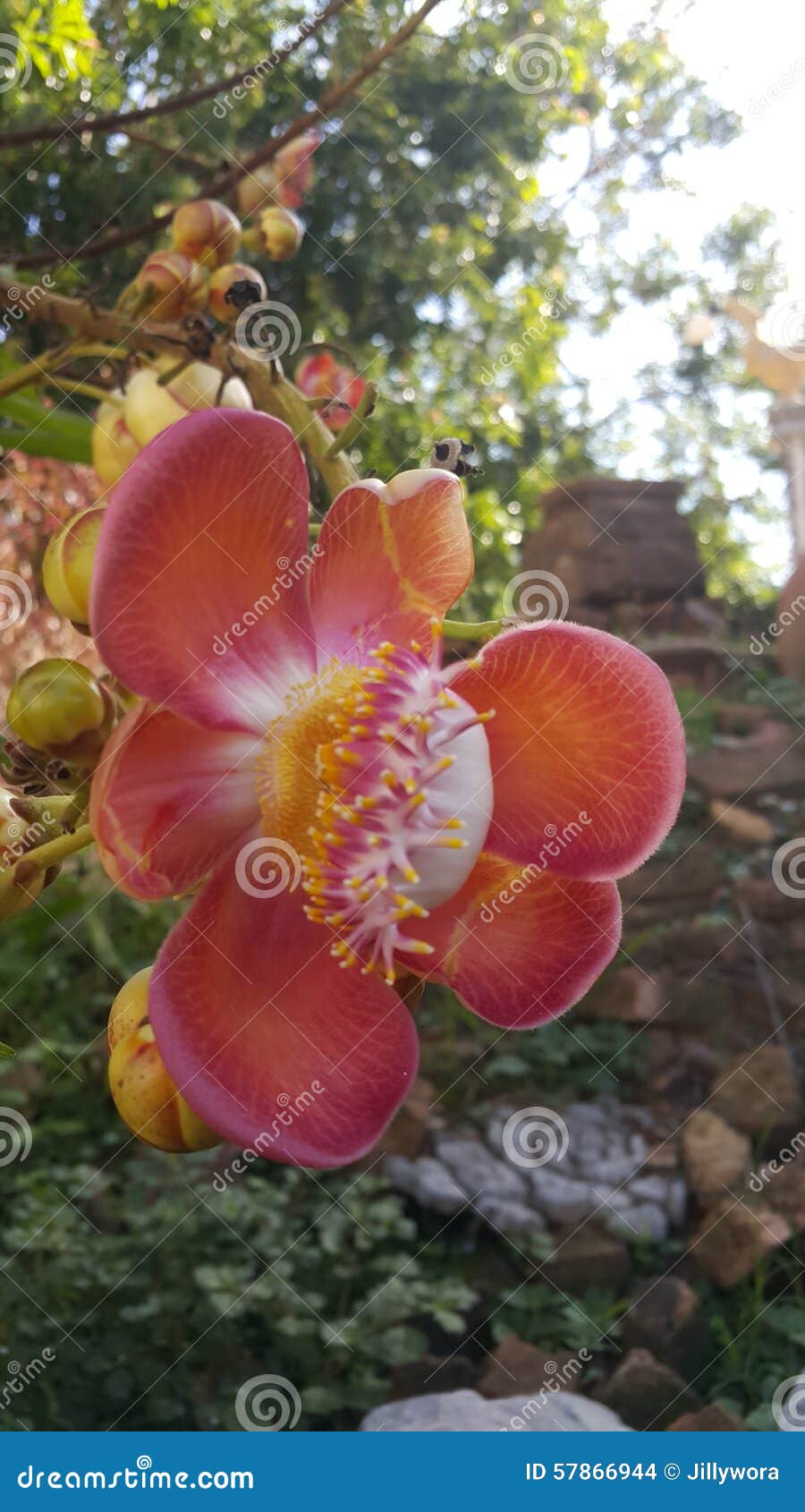 Sal flower stock photo. Image of flower, temple, thailand - 57866944