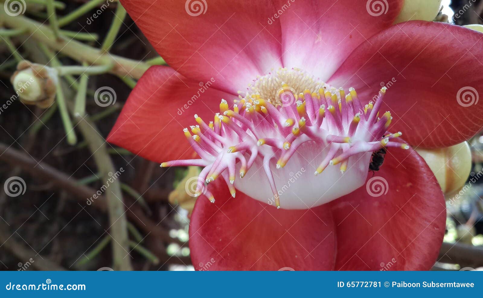 Sal flower stock image. Image of aroma, beauty, flower - 65772781