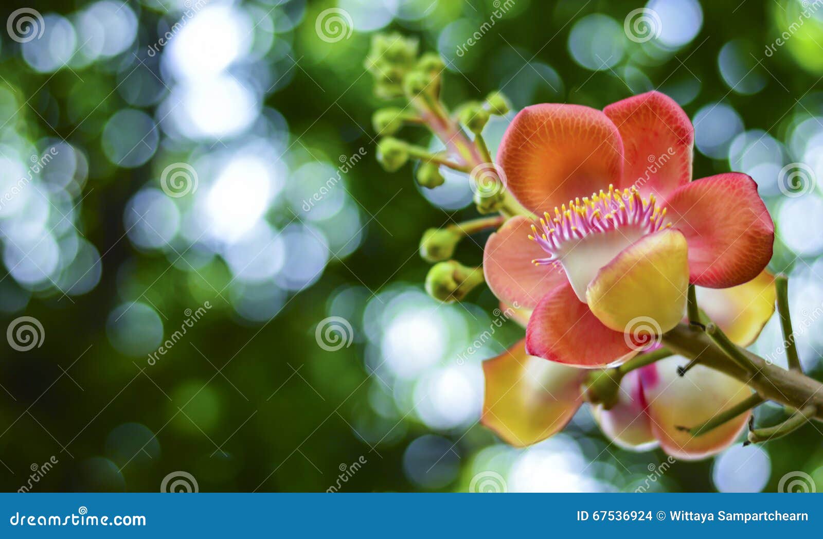 Sal flower stock photo. Image of cockpit, closeup, colorful - 67536924