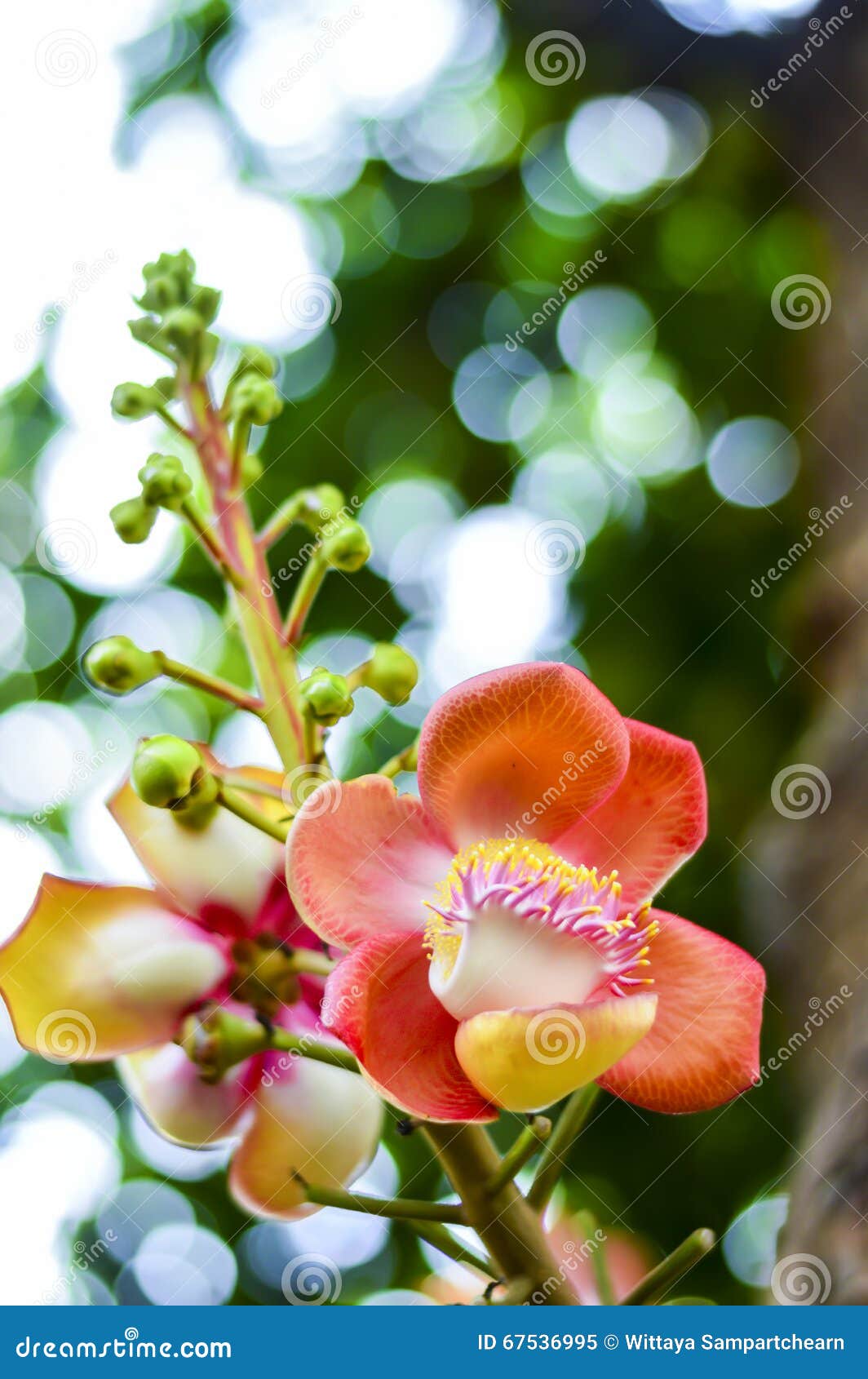 Sal flower stock image. Image of closeup, green, freshness - 67536995