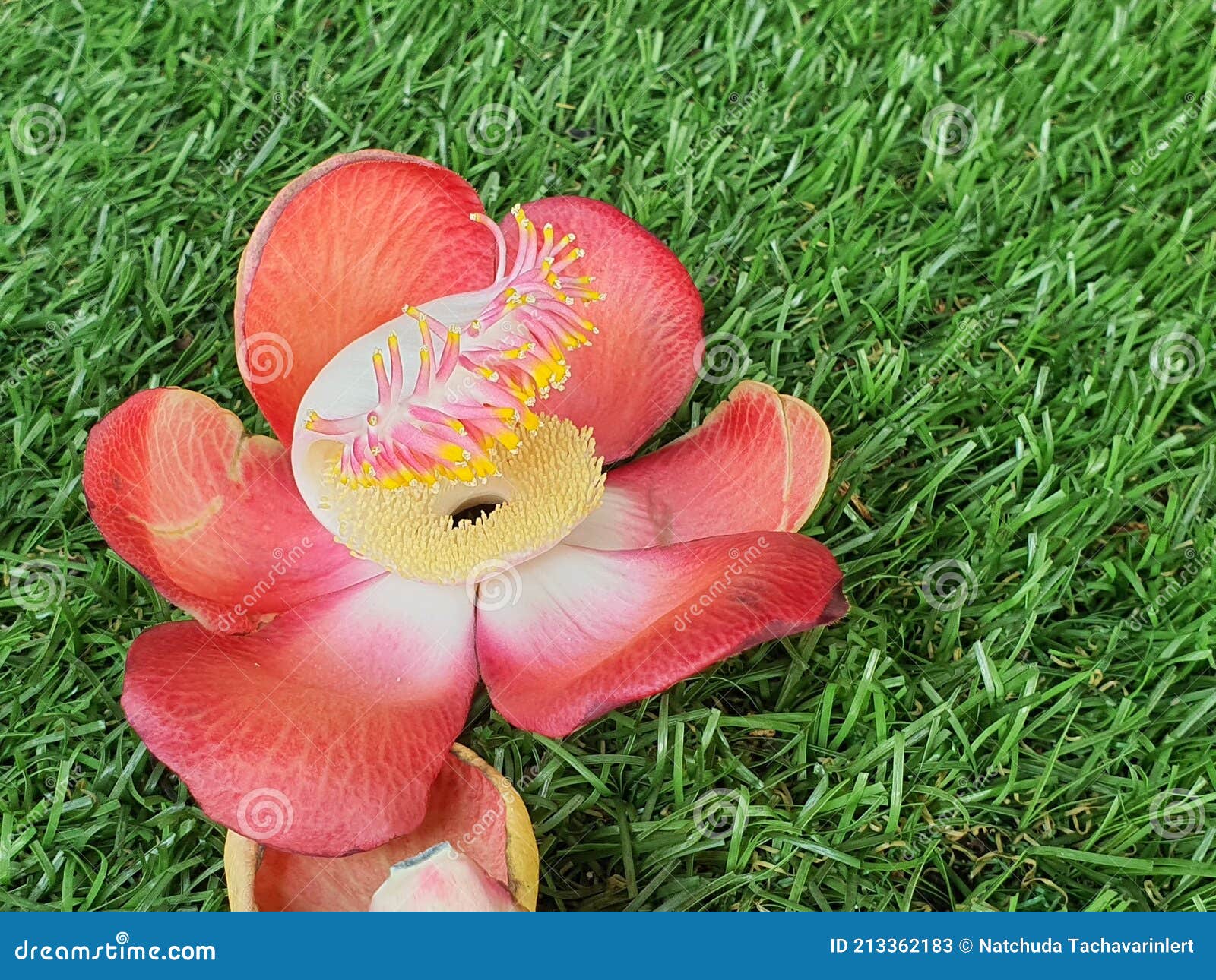 Sal Flowers Fall from Sal Tree or Cannonball Tree into the Green Grass ...