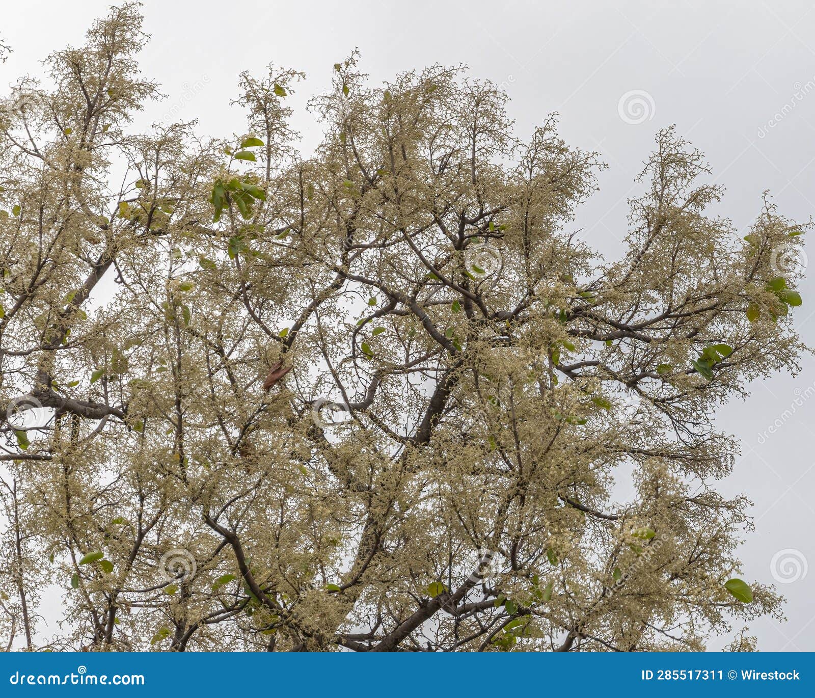 Sal Tree Blooming in the Wild. Stock Image - Image of towering, foliage ...