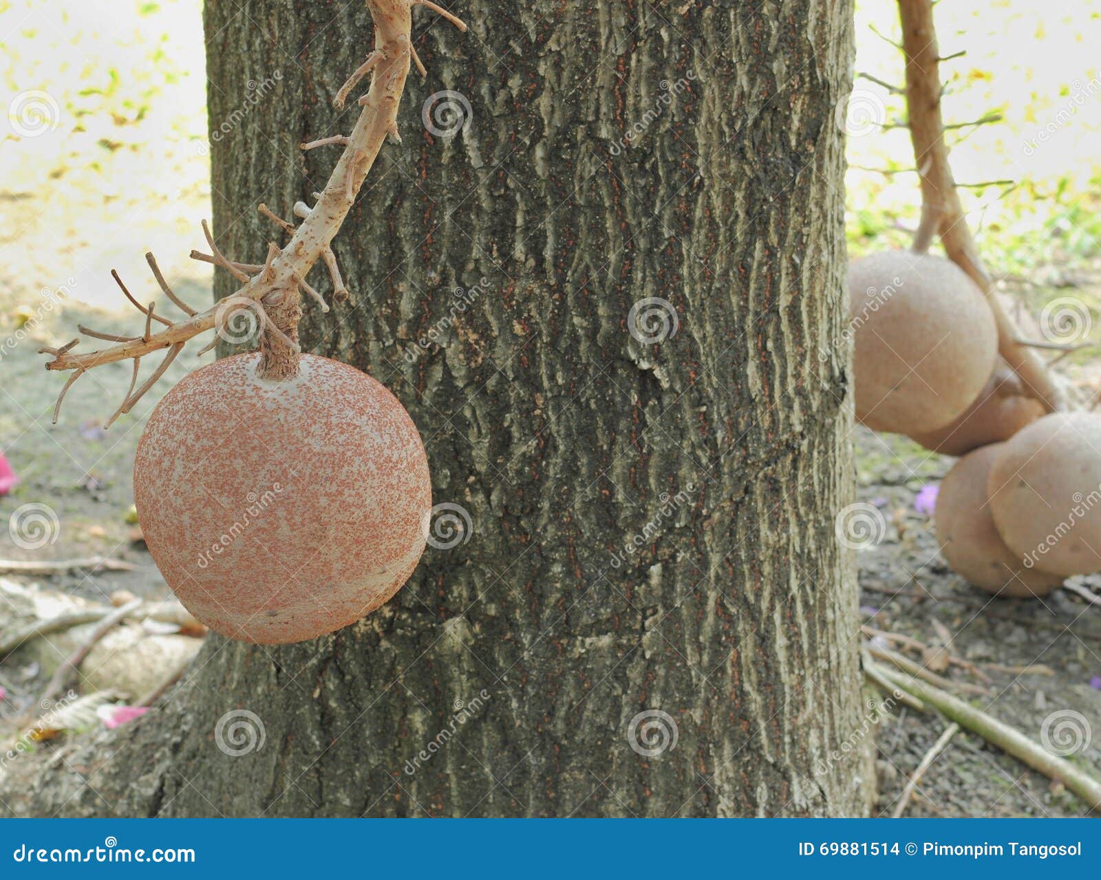 Sal Tree stock photo. Image of beautiful, blossom, forest - 69881514