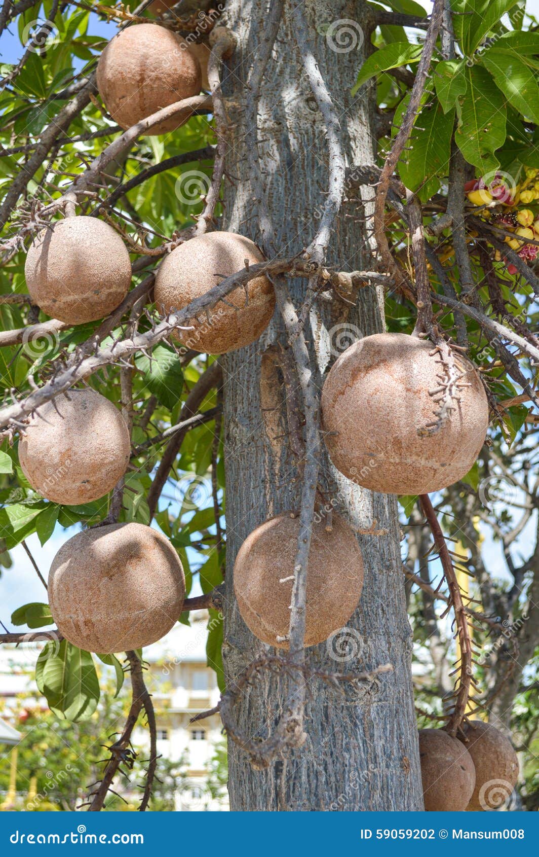 Sal tree stock photo. Image of tree, ball, cannonball - 59059202
