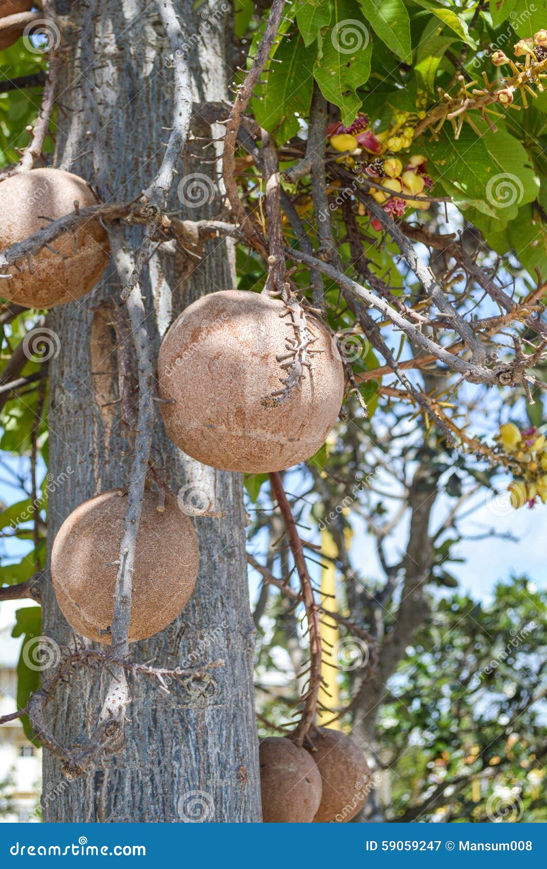 Sal Tree Royalty-Free Stock Photography | CartoonDealer.com #59059247