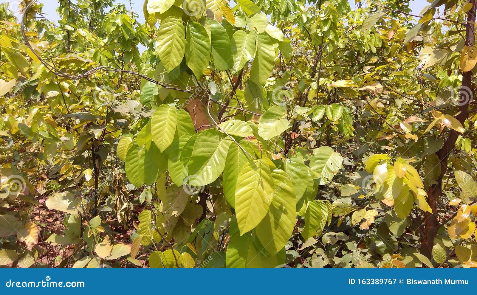 Sal Tree. Shorea Robusta Leaf Images Stock Image - Image of shorea ...