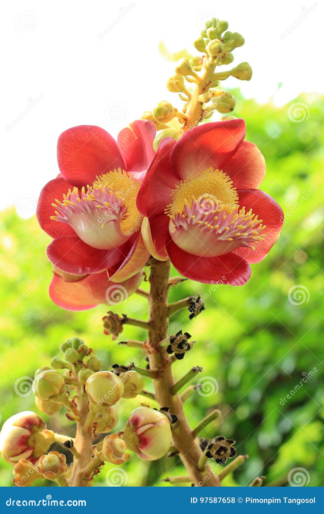 Sala Flora or Shorea Robusta Flower Stock Photo - Image of cannonball ...