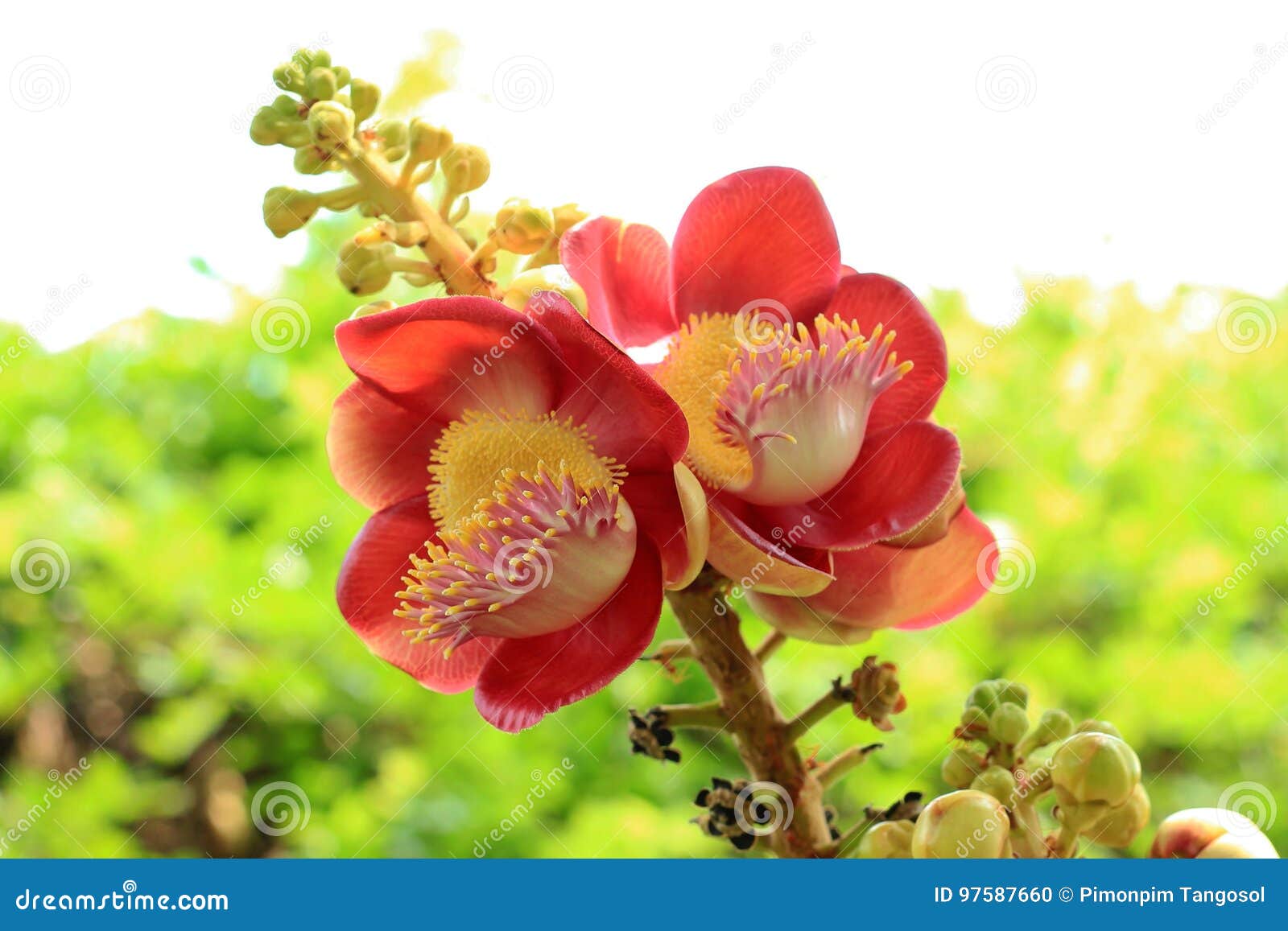 Shorea Robusta, Also Known As Sal Or Shala Tree, Is A Species Of ...