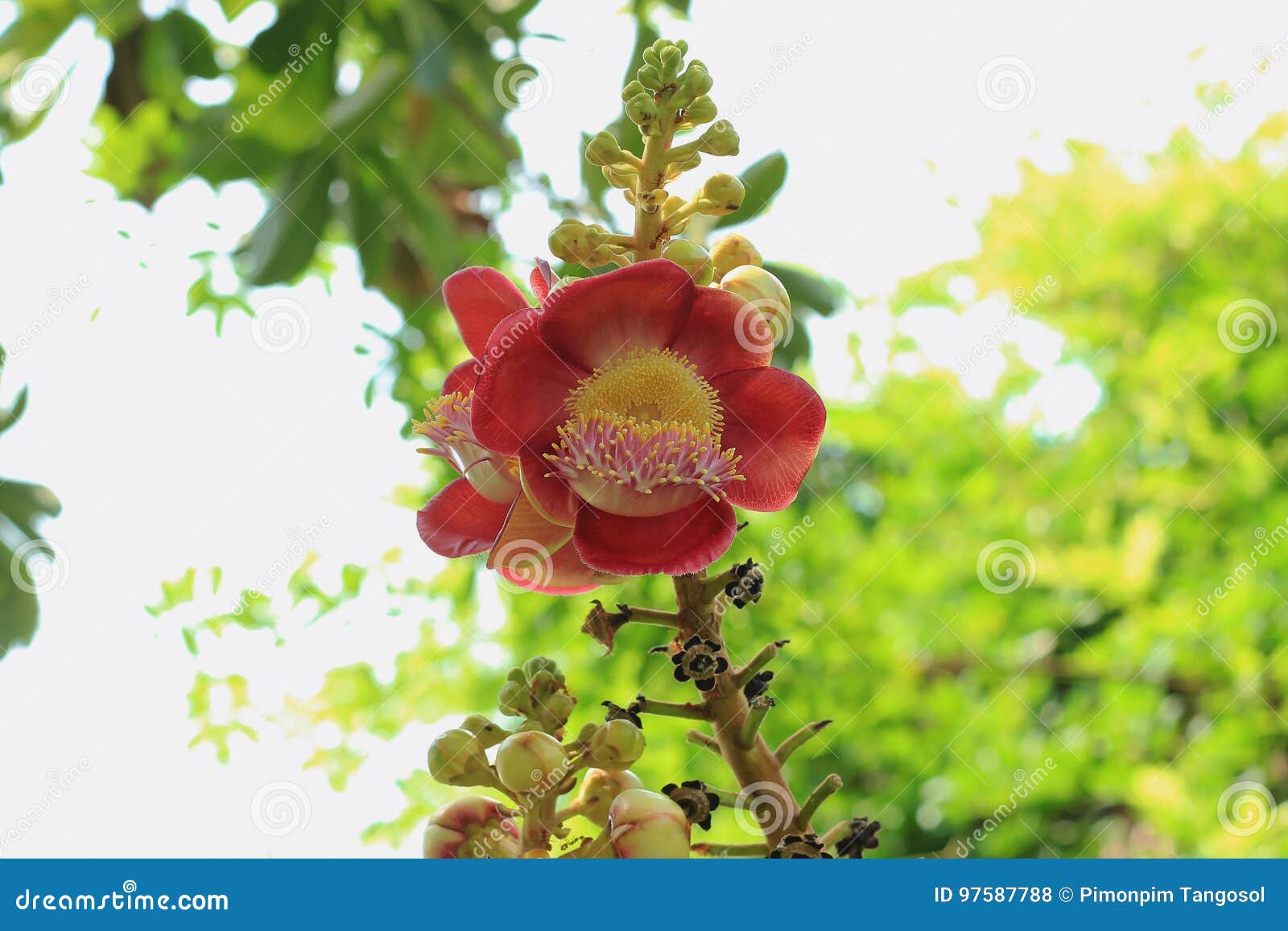 Sala Flora Or Shorea Robusta Flower On Cannonball Tree And The Sal Tree ...