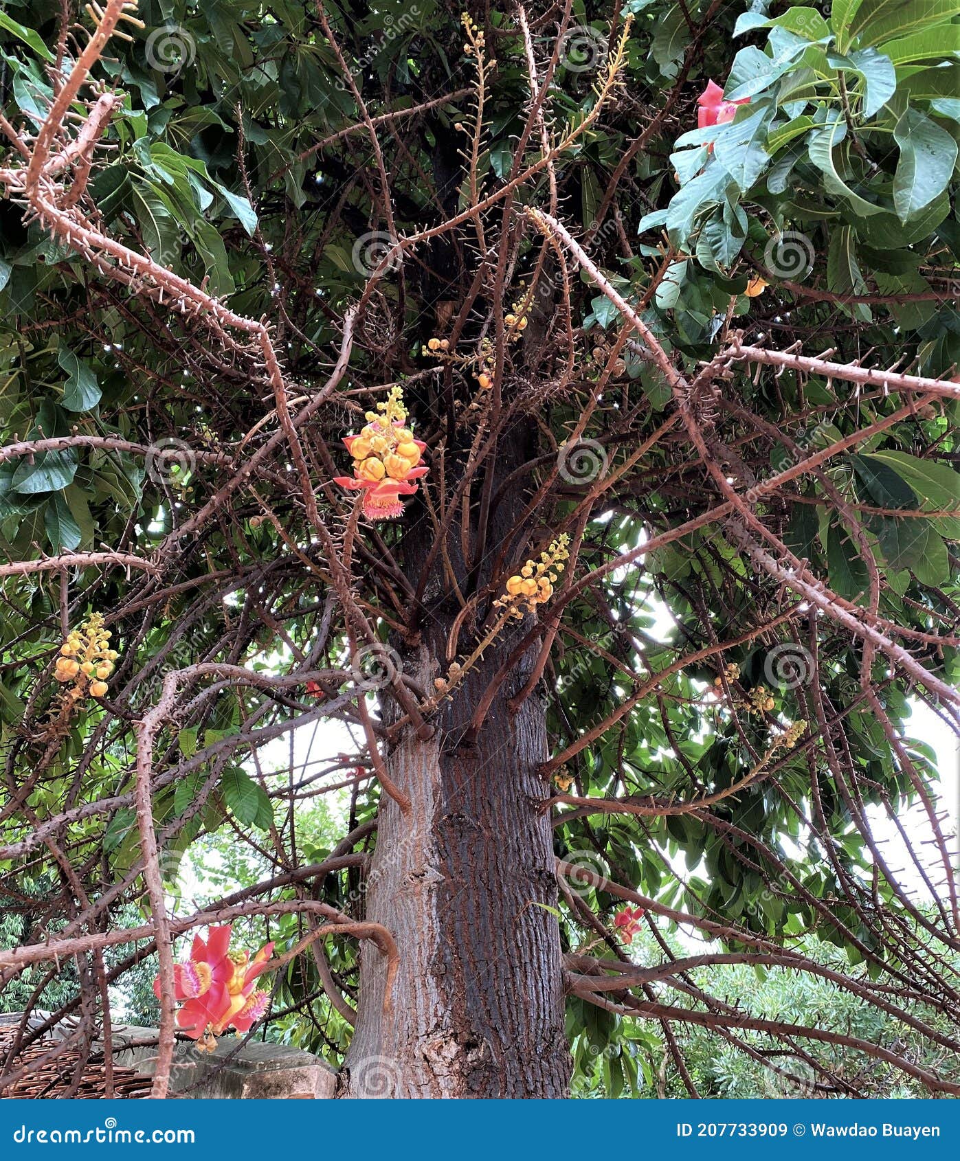 Sala Flora from the Sala Tree that the Lord Buddha Enlightened Under ...