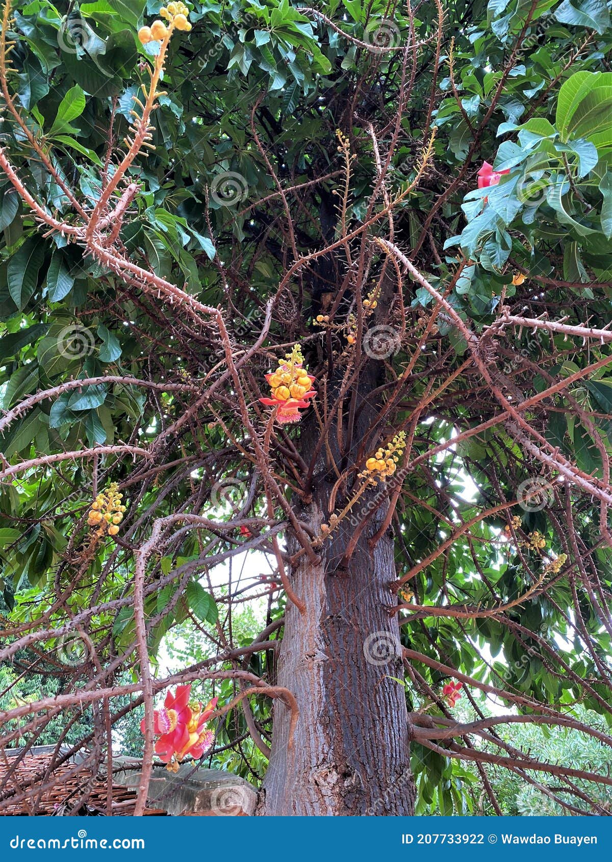 Sala Flora from the Sala Tree that the Lord Buddha Enlightened Under ...